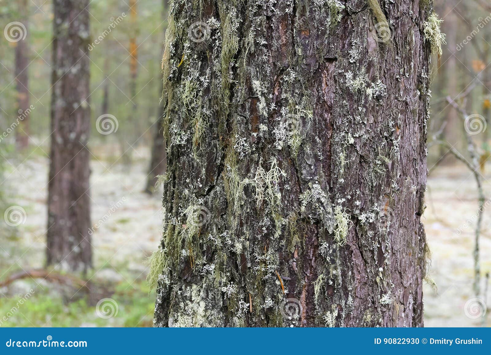 The Trunk of a Coniferous Tree Stock Photo - Image of bark, forest ...