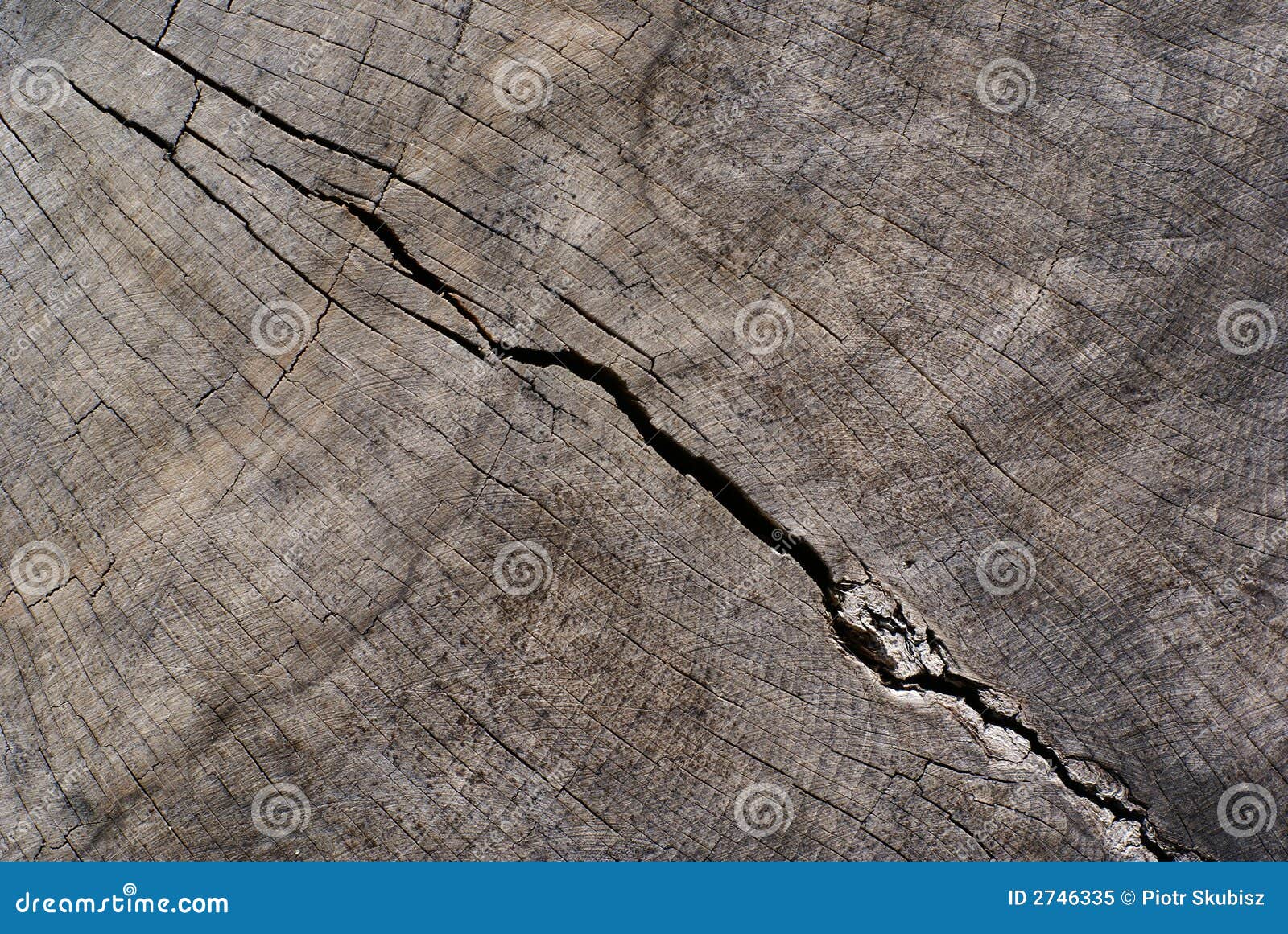 Trunk Cross-section. Picture Image: 2746335