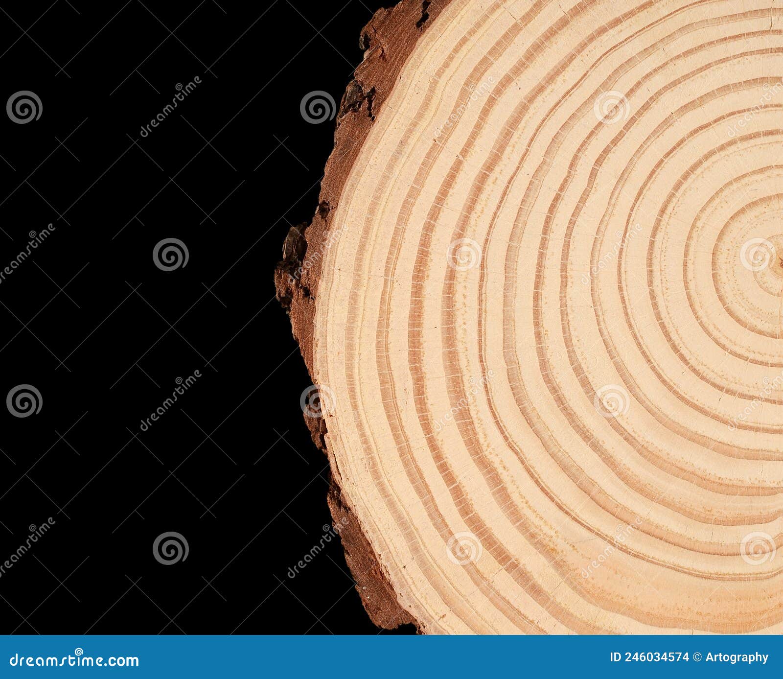 Trunk cross section stock photo. Image of close, curved - 246034574