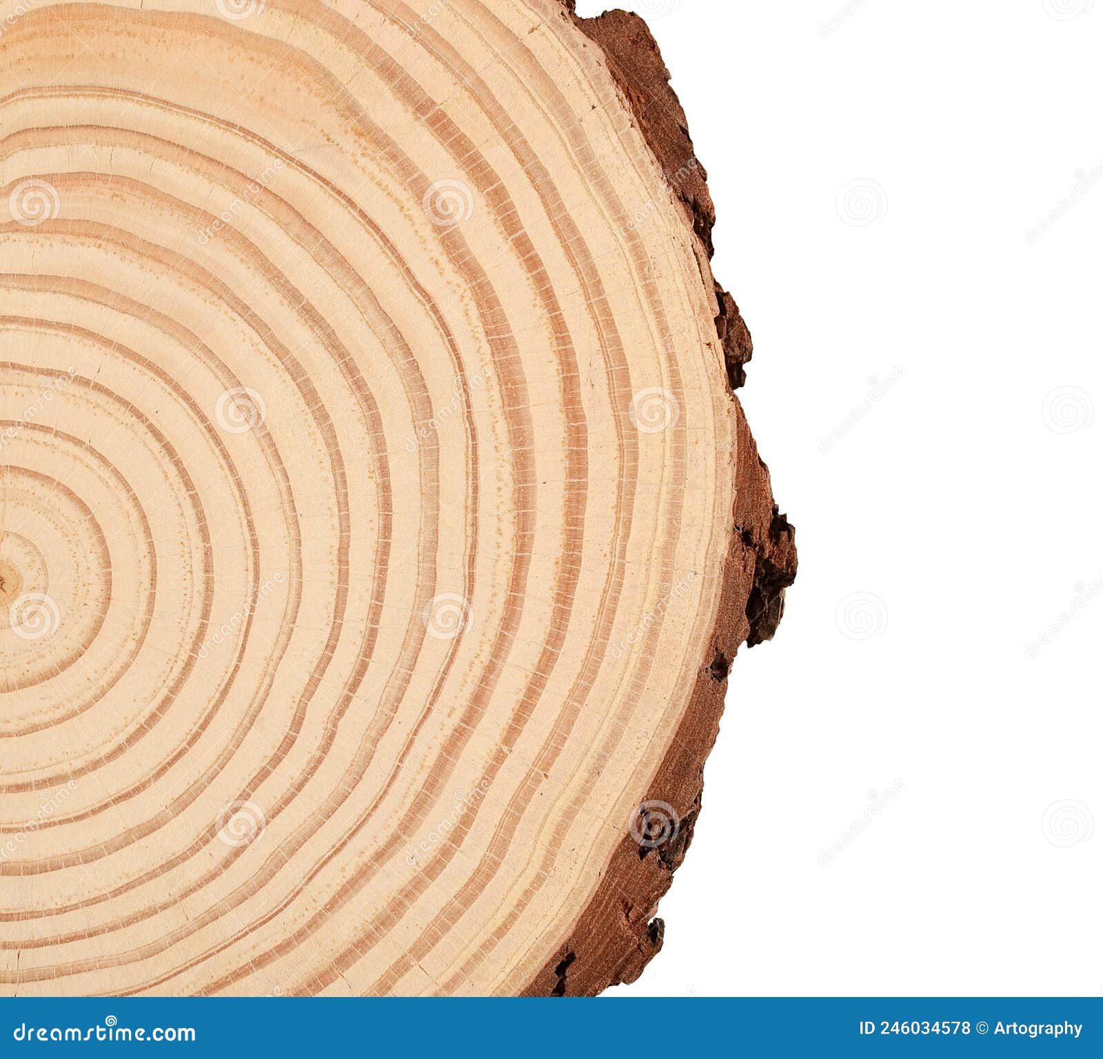 Trunk cross section stock photo. Image of pith, outer - 246034578