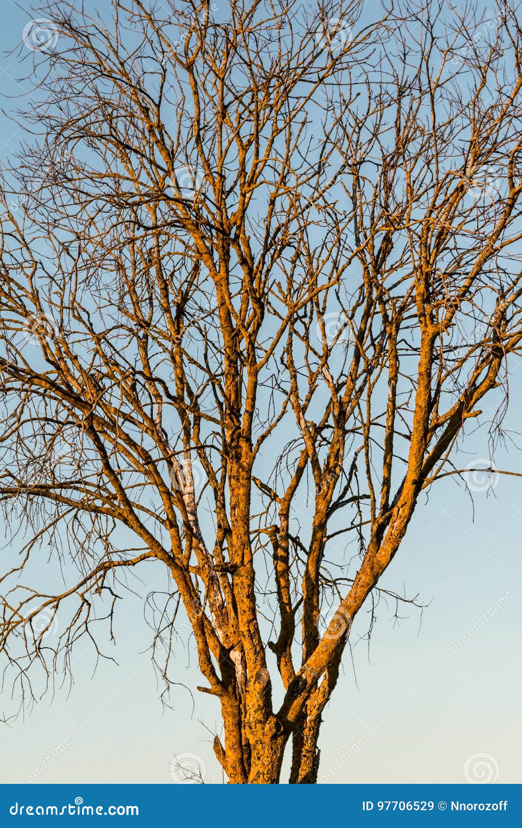 Trunk and Crown of a Dead Tree Covered with Moss on a Background of ...