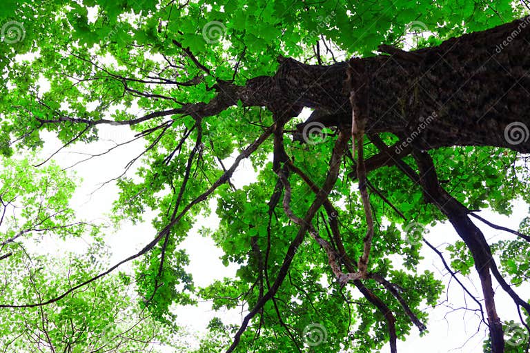 Trunk and crown of maple stock image. Image of leaves - 14757001