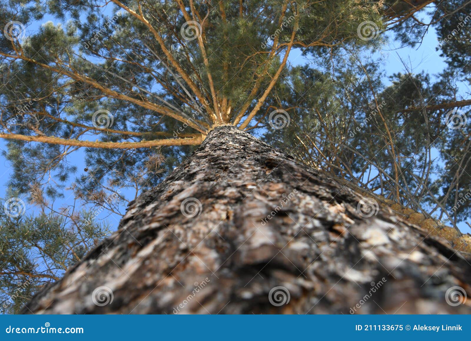 Trunk and Crown of a Pine Tree Stock Image - Image of crown, beauty ...
