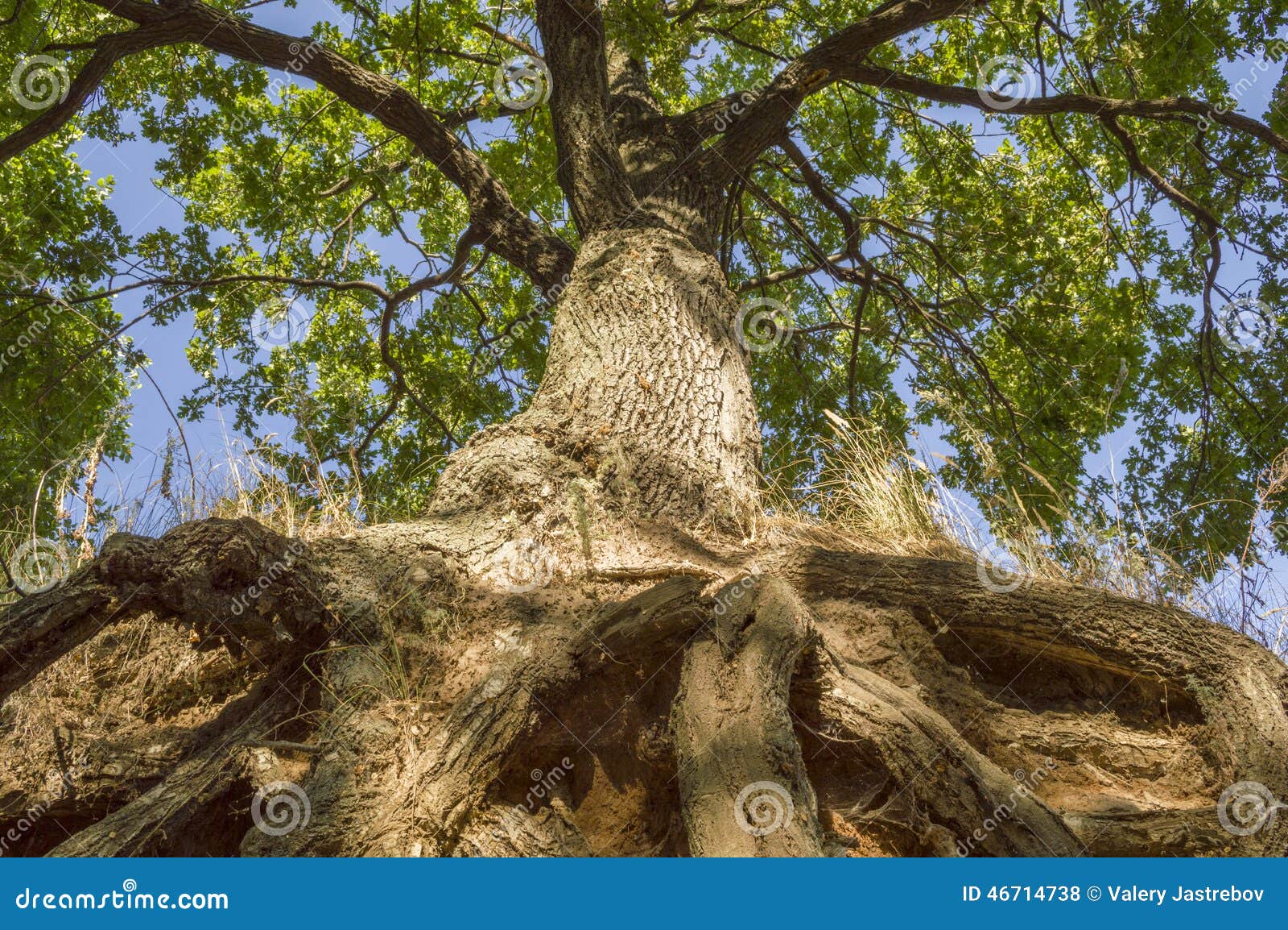 Trunk, Crown and Roots of Oak Stock Photo - Image of colors, crown ...