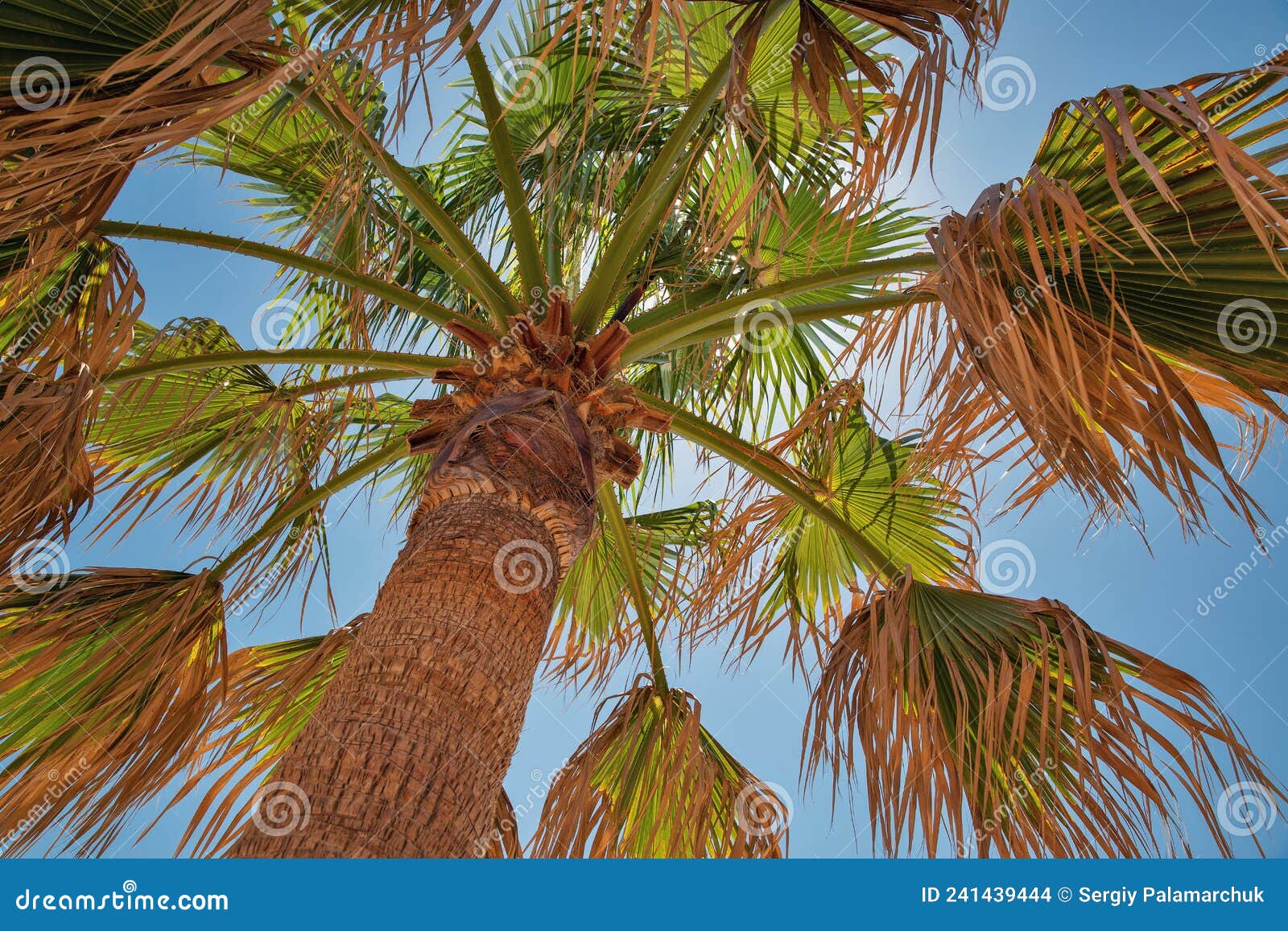 Trunk and Crown of a Tropical Palm Tree, Bottom View Stock Photo ...