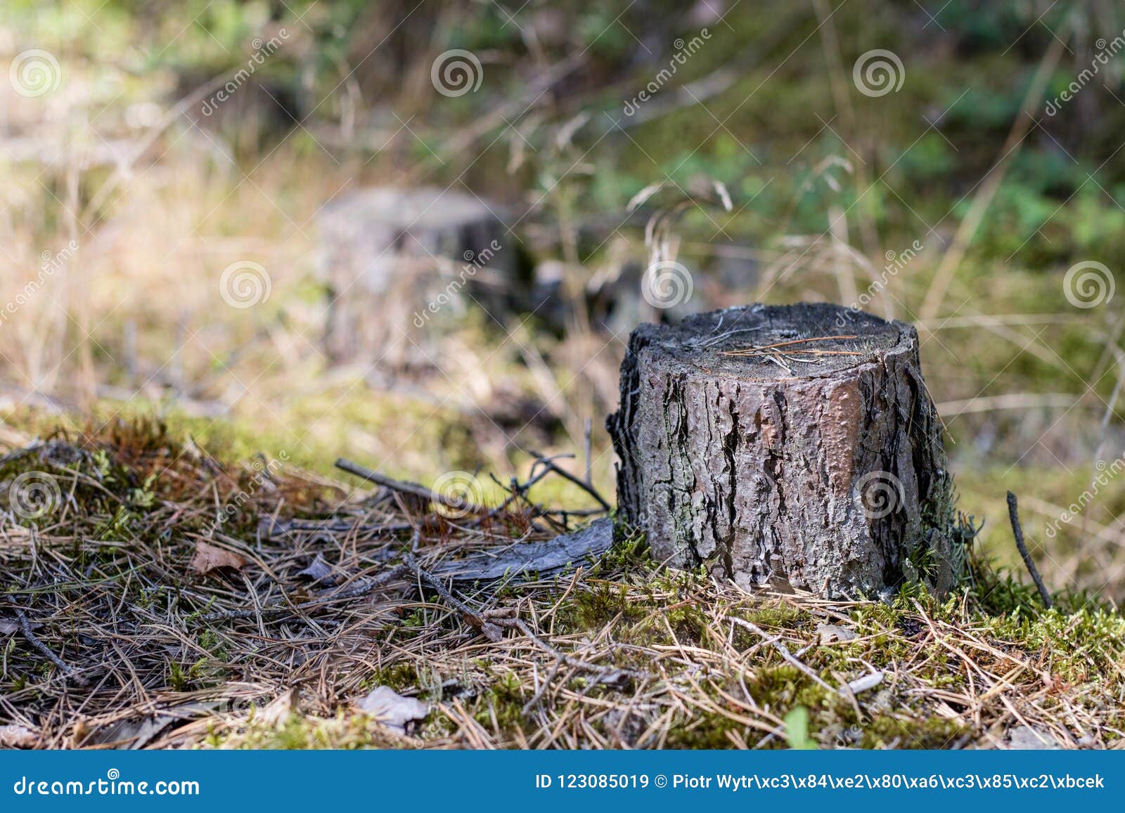 A Trunk of Cut Coniferous Tree in the Forest. Destroyed Nature a Stock ...