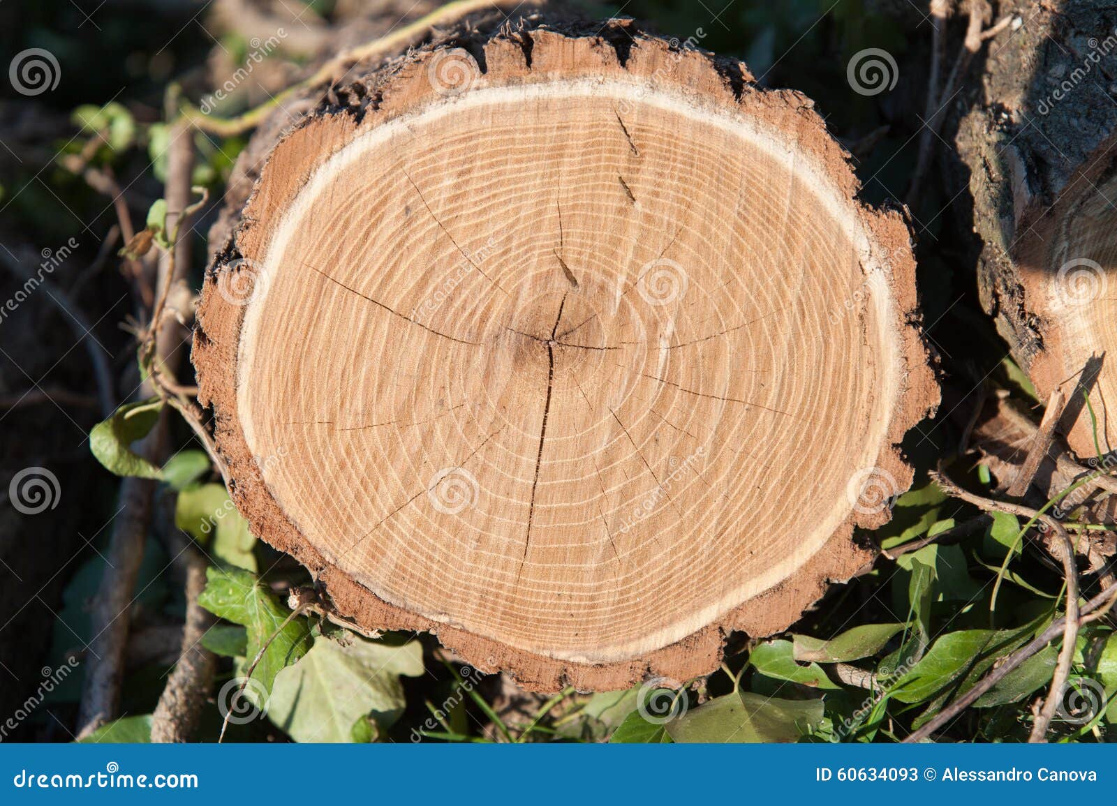 Trunk cut stock image. Image of environment, circular - 60634093