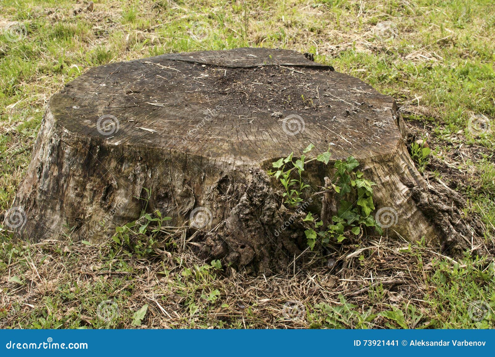 Trunk of cut down big tree stock image. Image of forest - 73921441