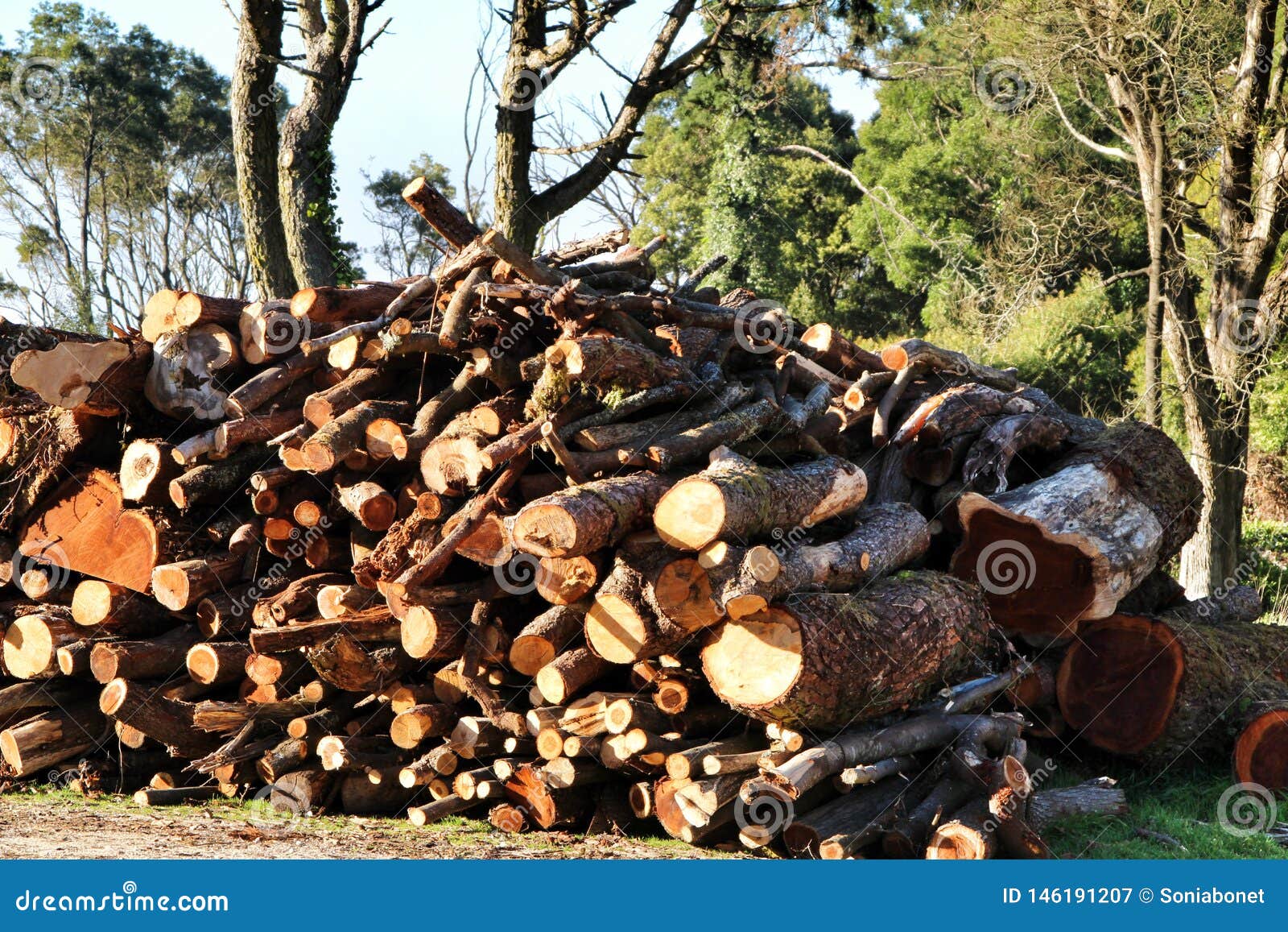 Trunk Cut Down Texture in a Spanish Forest Stock Image - Image of ...