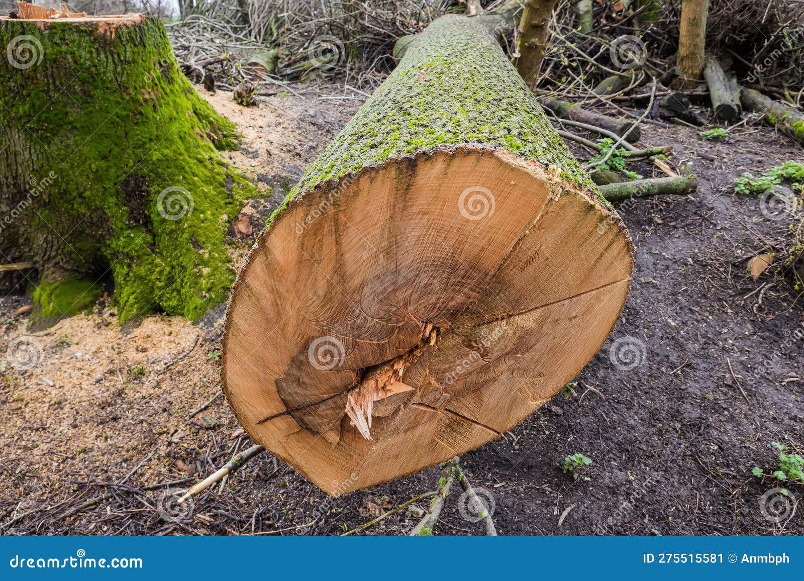 Trunk of the Cut Old Thick Ash Tree, End View Stock Image - Image of ...