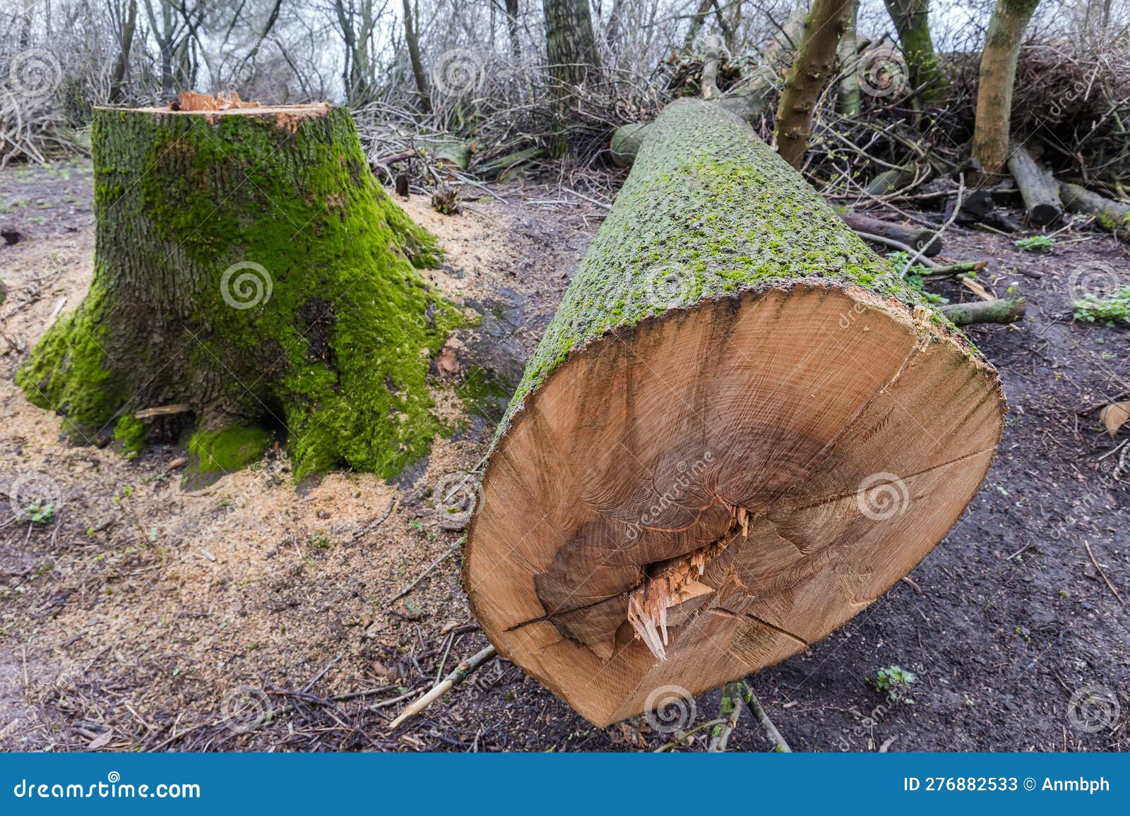 Trunk of the Cut Old Thick Ash Tree, End View Stock Image - Image of ...