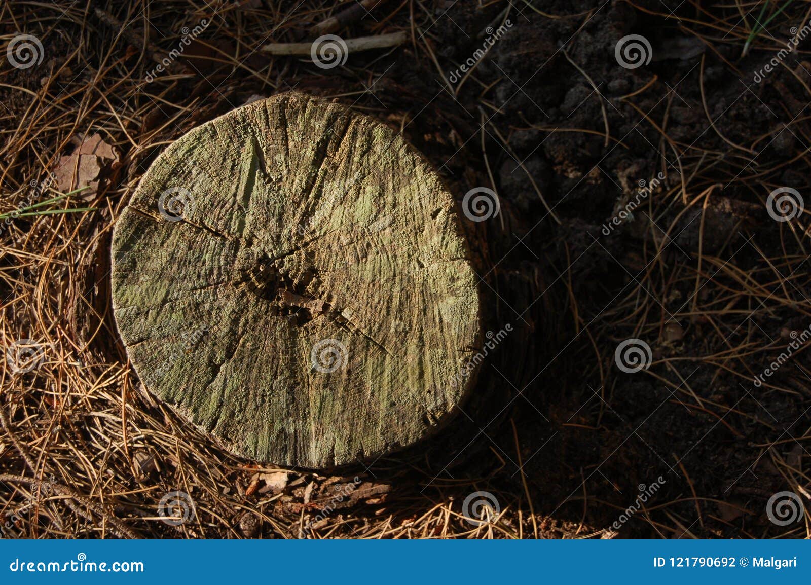 Trunk of a cut tree a stock photo. Image of look, texture - 121790692