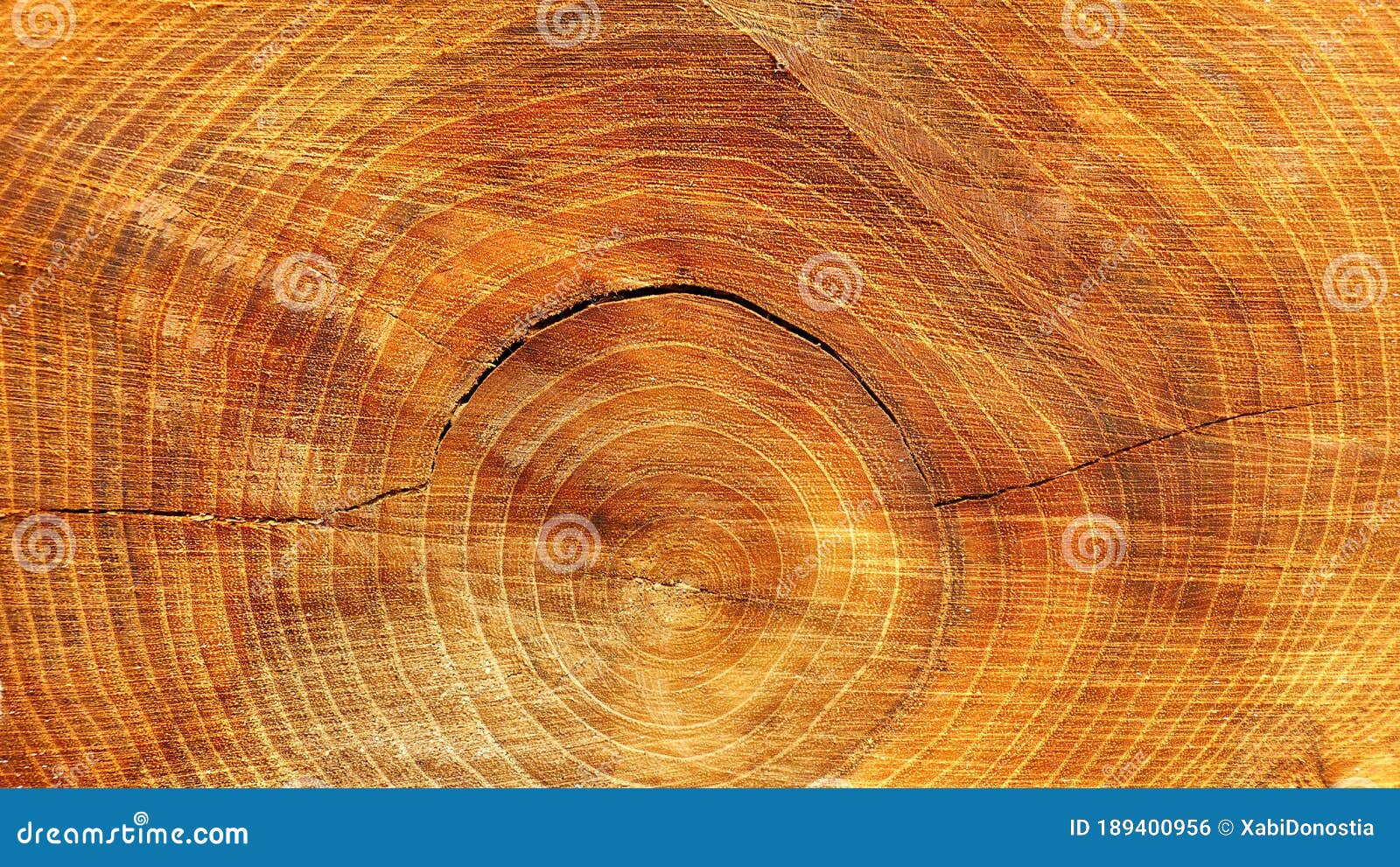 Trunk Cut from a Tree with the Detail of the Rings in the Wood Stock ...