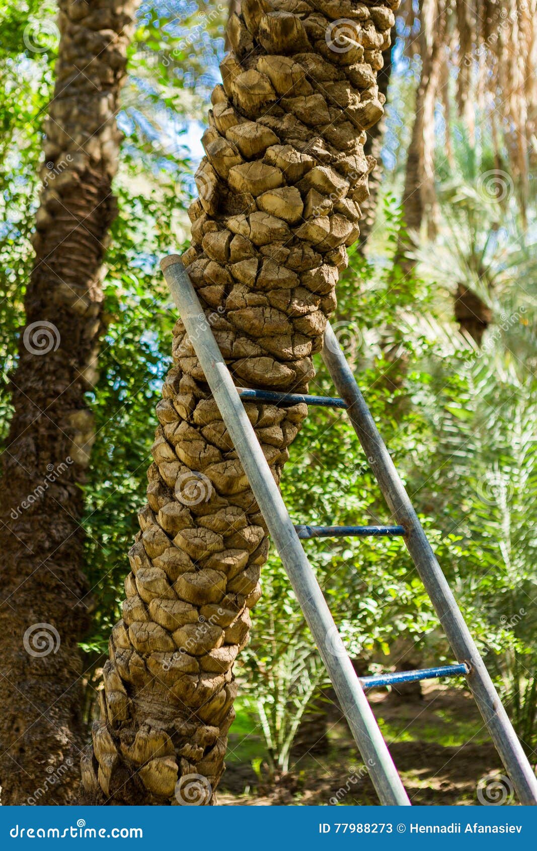 Trunk Of A Date Palm Tree With A Ladder Royalty-Free Stock Photo ...
