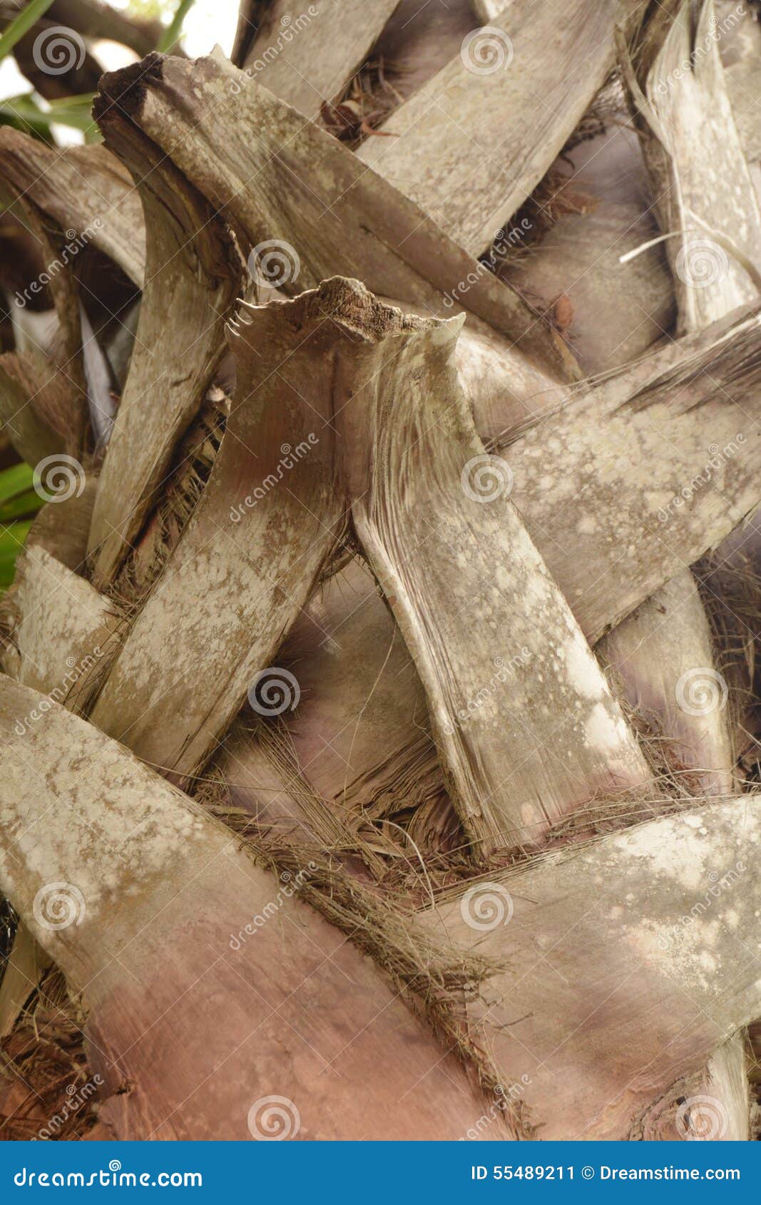 Trunk of a date palm tree stock image. Image of stalk - 55489211