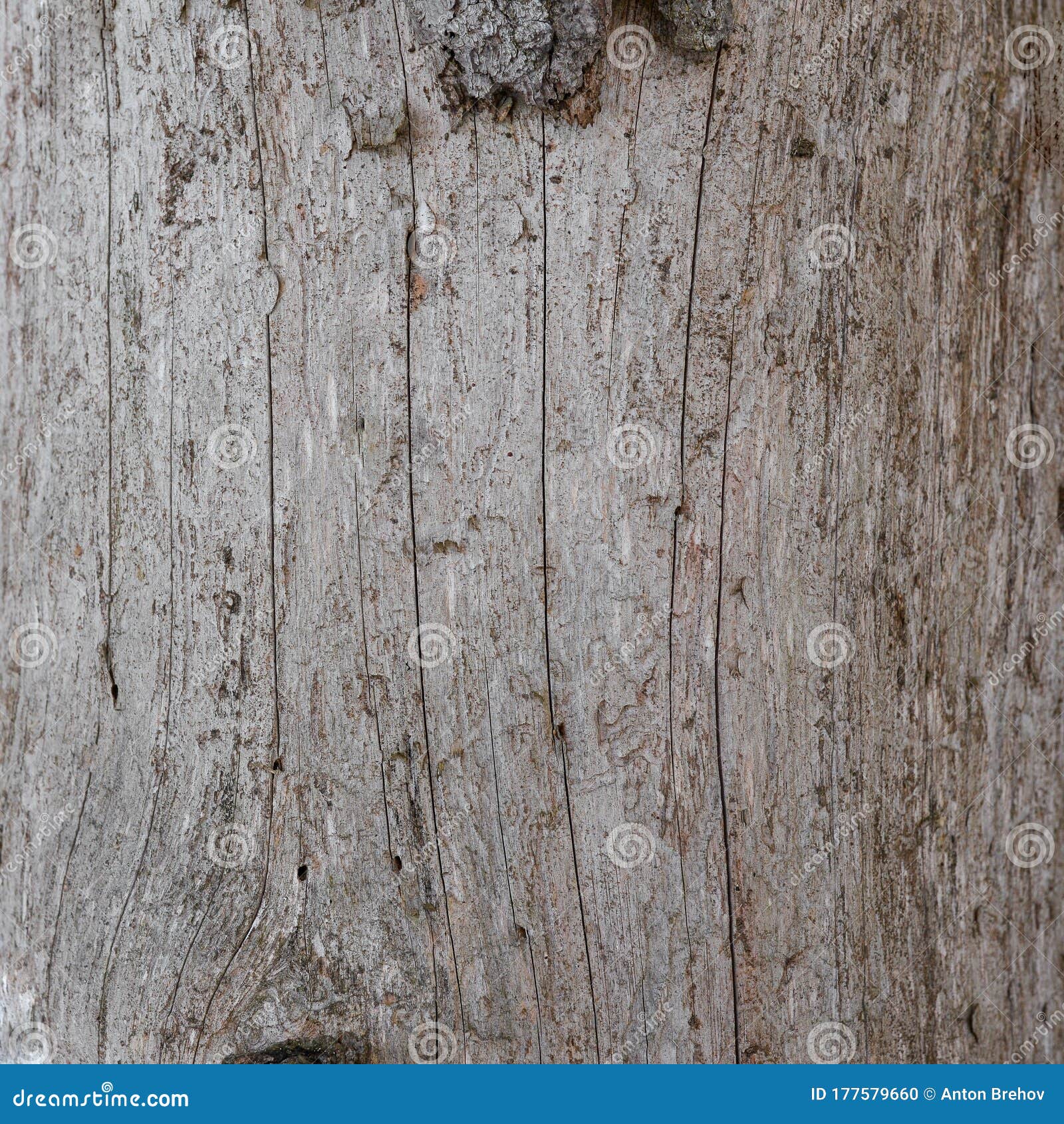 The Trunk Of A Dead Pine Without Bark. Rough Natural Surface With Lines ...