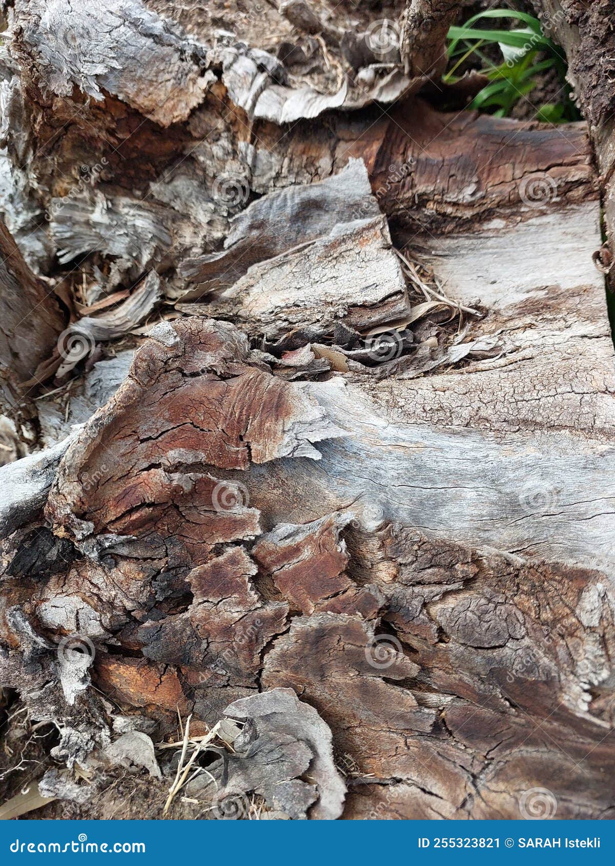 Trunk of a dead tree stock image. Image of dead, nature - 255323821