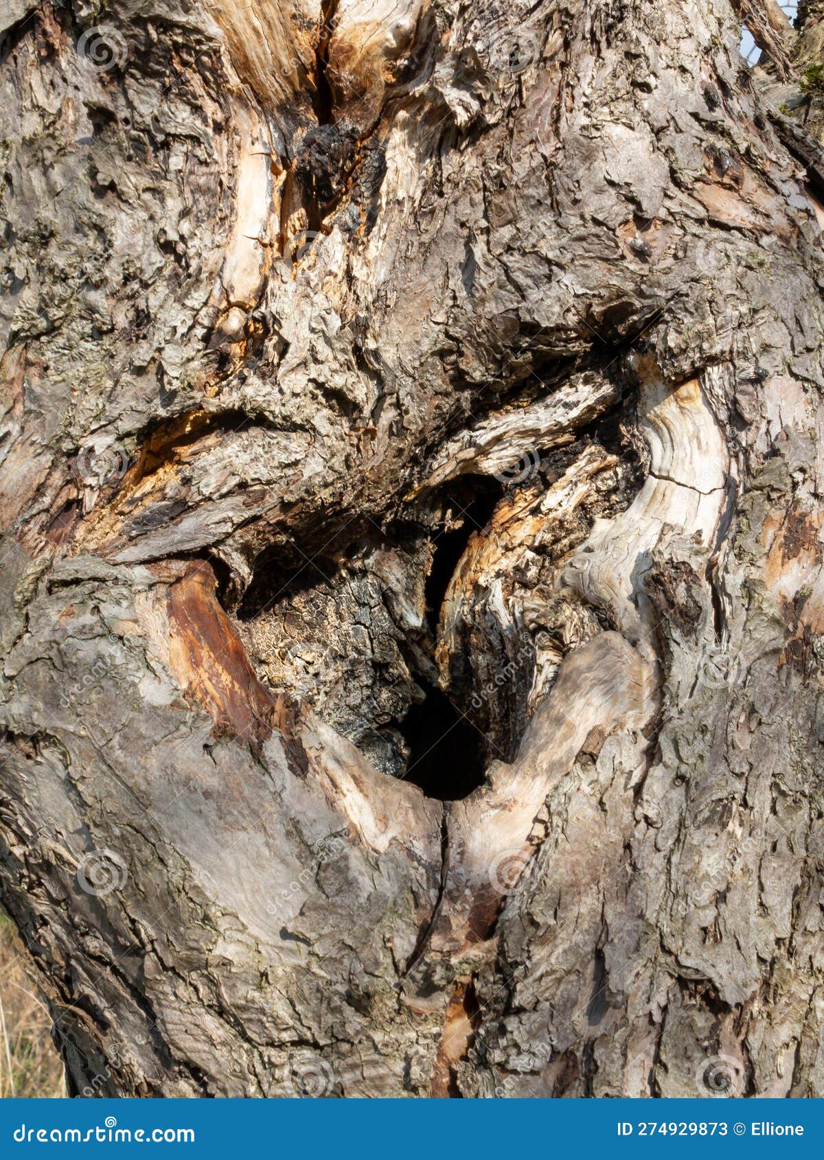 The Trunk of the Dead Tree with Bark. Abstract Texture. Stock Image ...