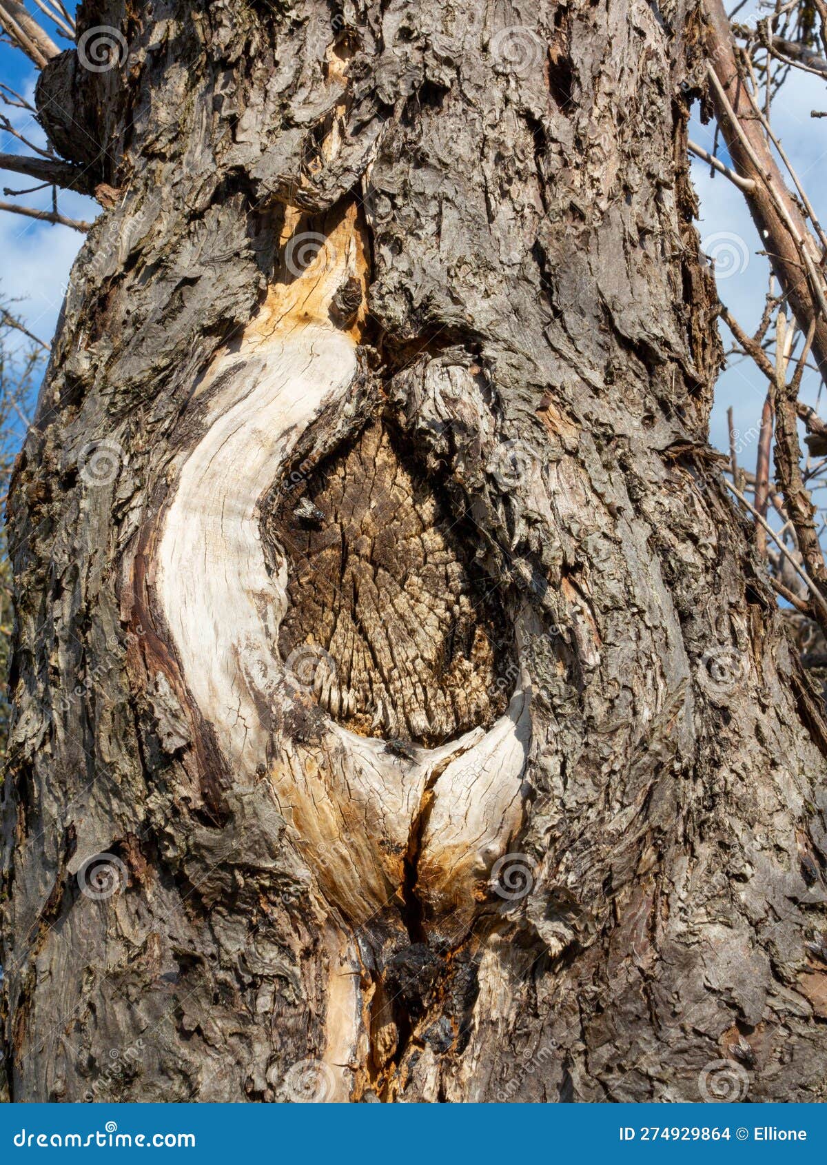 The Trunk of the Dead Tree with Bark. Abstract Background. Stock Photo ...