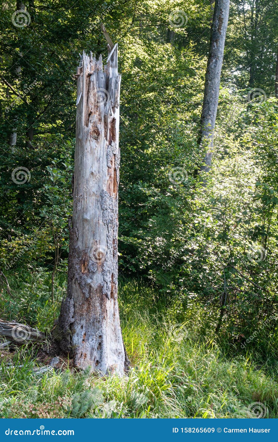 Gray Bark Of Walnut Tree Juglans Regia Trunk On Green Blurred ...