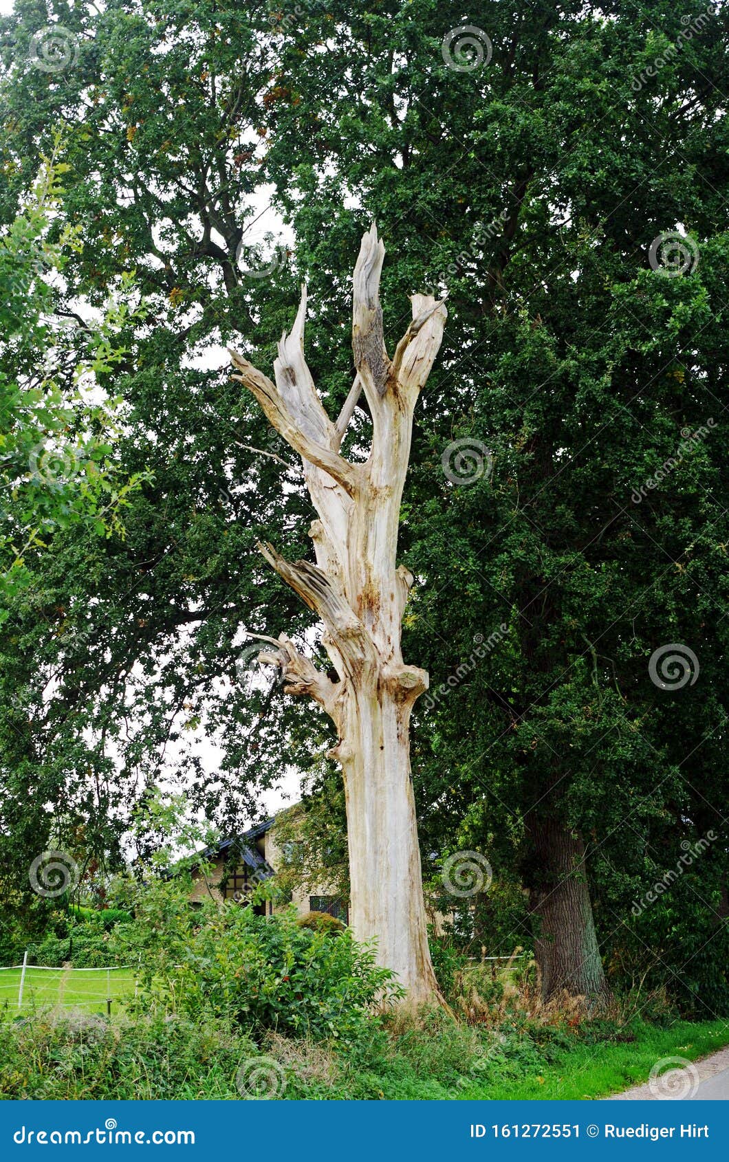 Trunk of a dead tree stock image. Image of tree, beauty - 161272551