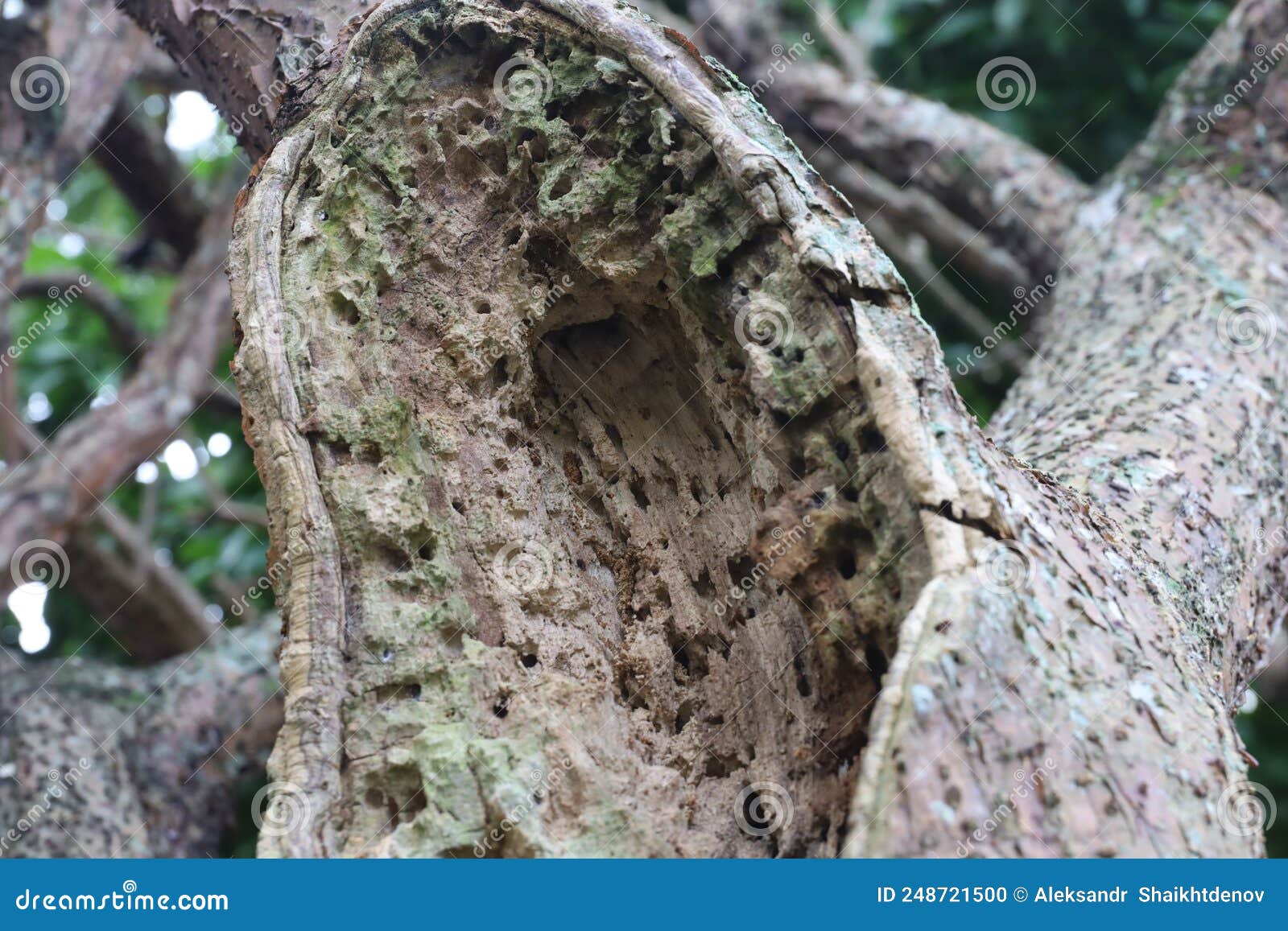 The Trunk of a Dead Tree Infested with Termites Stock Photo - Image of ...