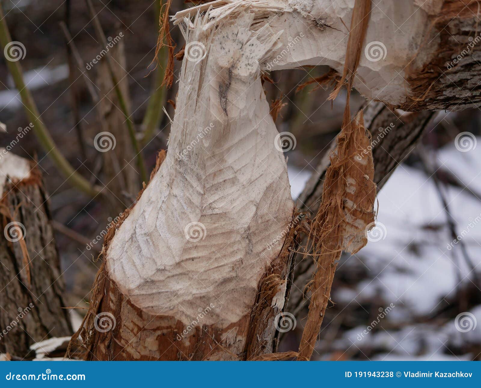 The Trunk of a Deciduous Tree with the Bark Eaten Away and the Marks of ...