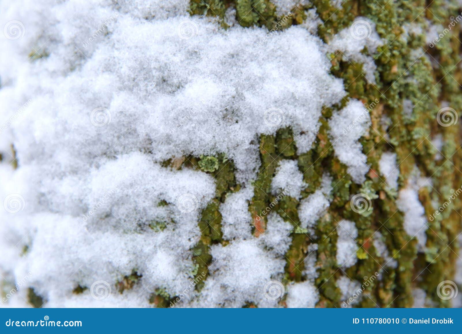 A Trunk of a Deciduous Tree Covered with Fresh White Snow. Editorial ...