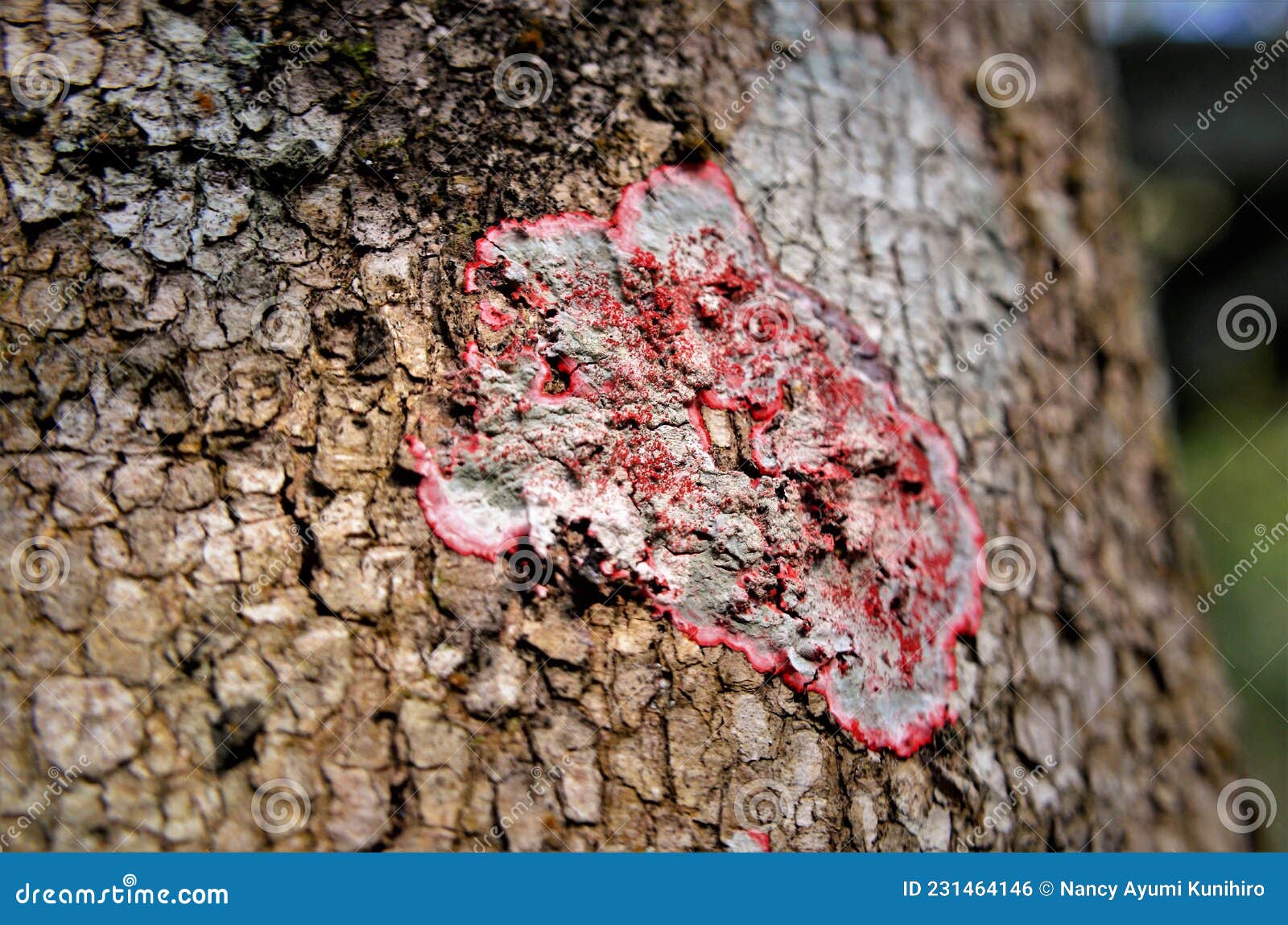 On the Trunk Details of Red Lichen Stock Photo - Image of leprieurii ...