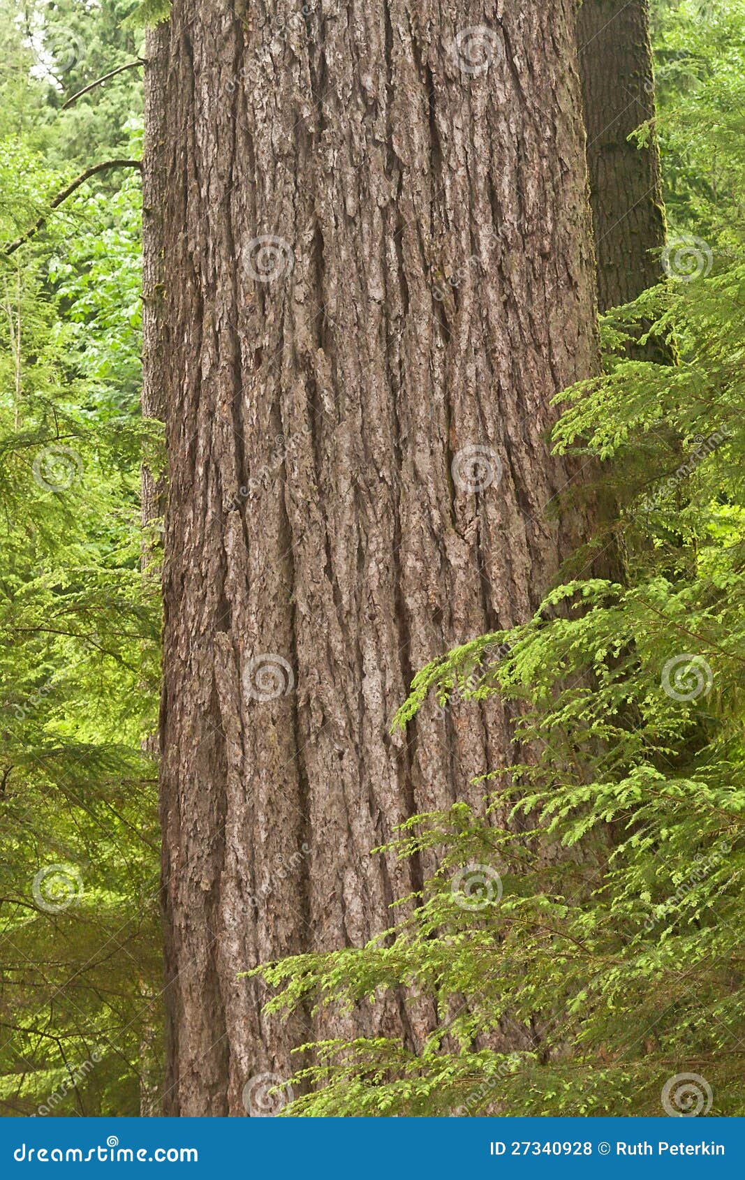 Trunk of a Douglas Fir stock photo. Image of green, plants - 27340928