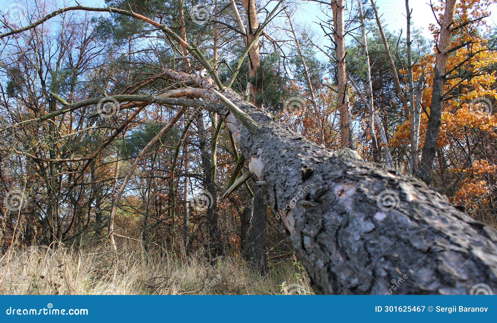 The Trunk of a Dried Pine Tree that Fell in the Forest Stock Image ...