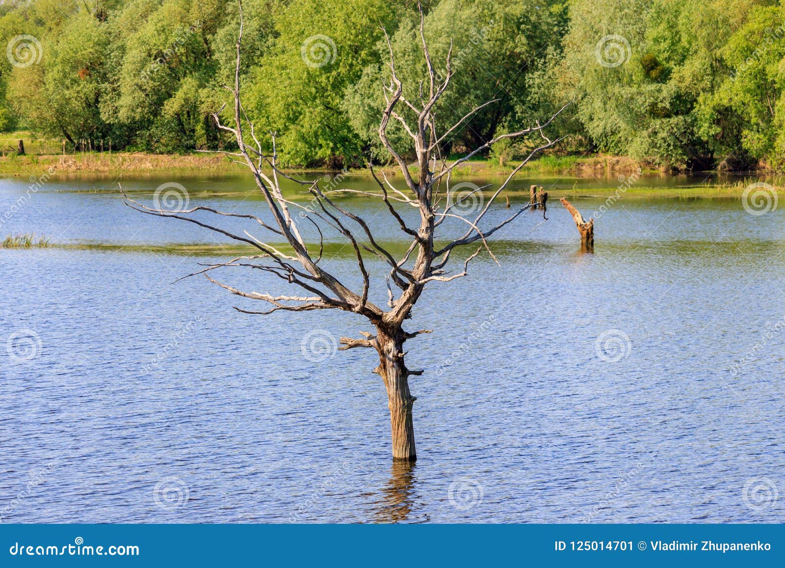 Trunk of a Dried Tree in the Water during the Spring Flood Stock Image ...