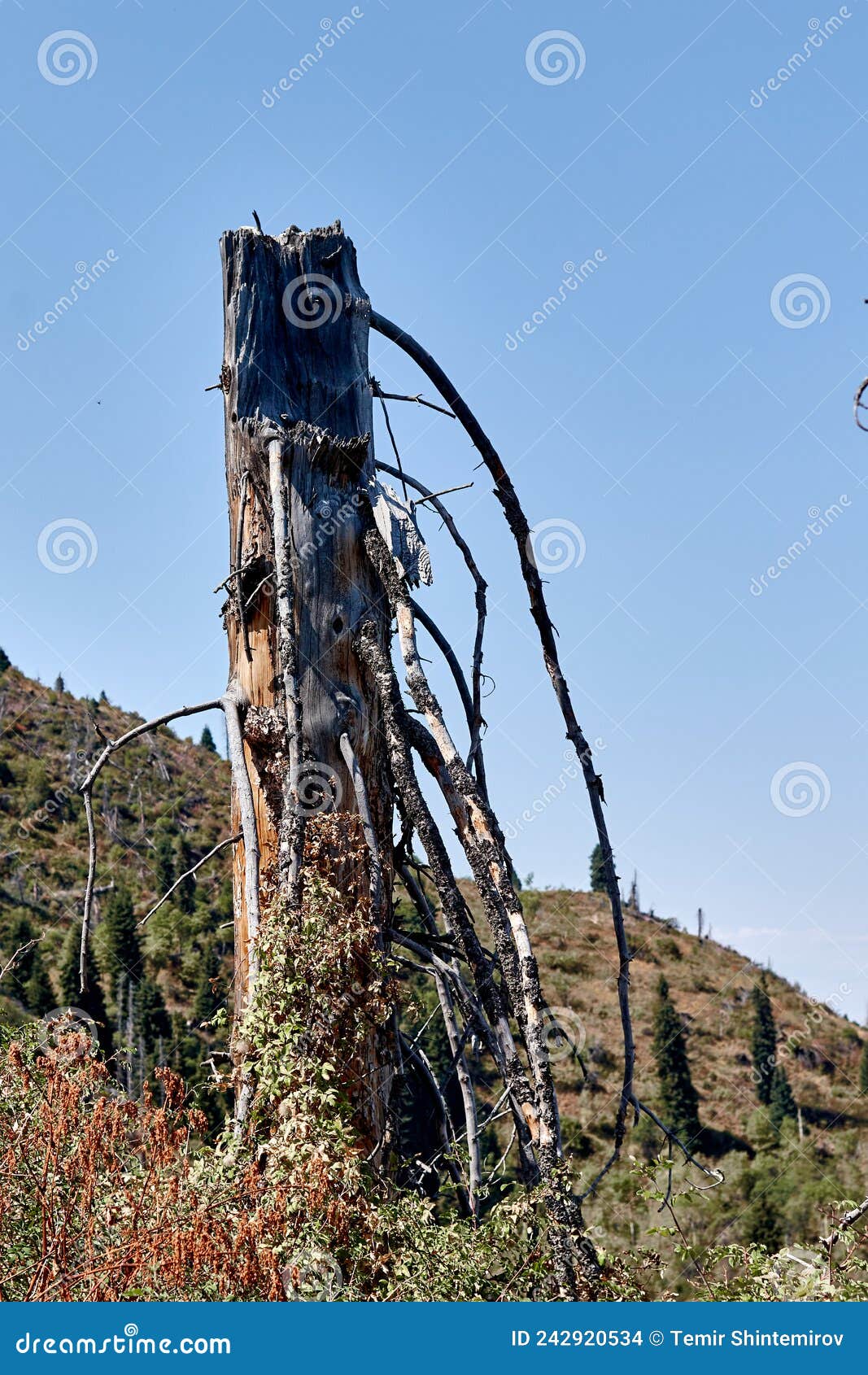 Trunk of a Dry Tree with Branches Stock Photo - Image of rural ...