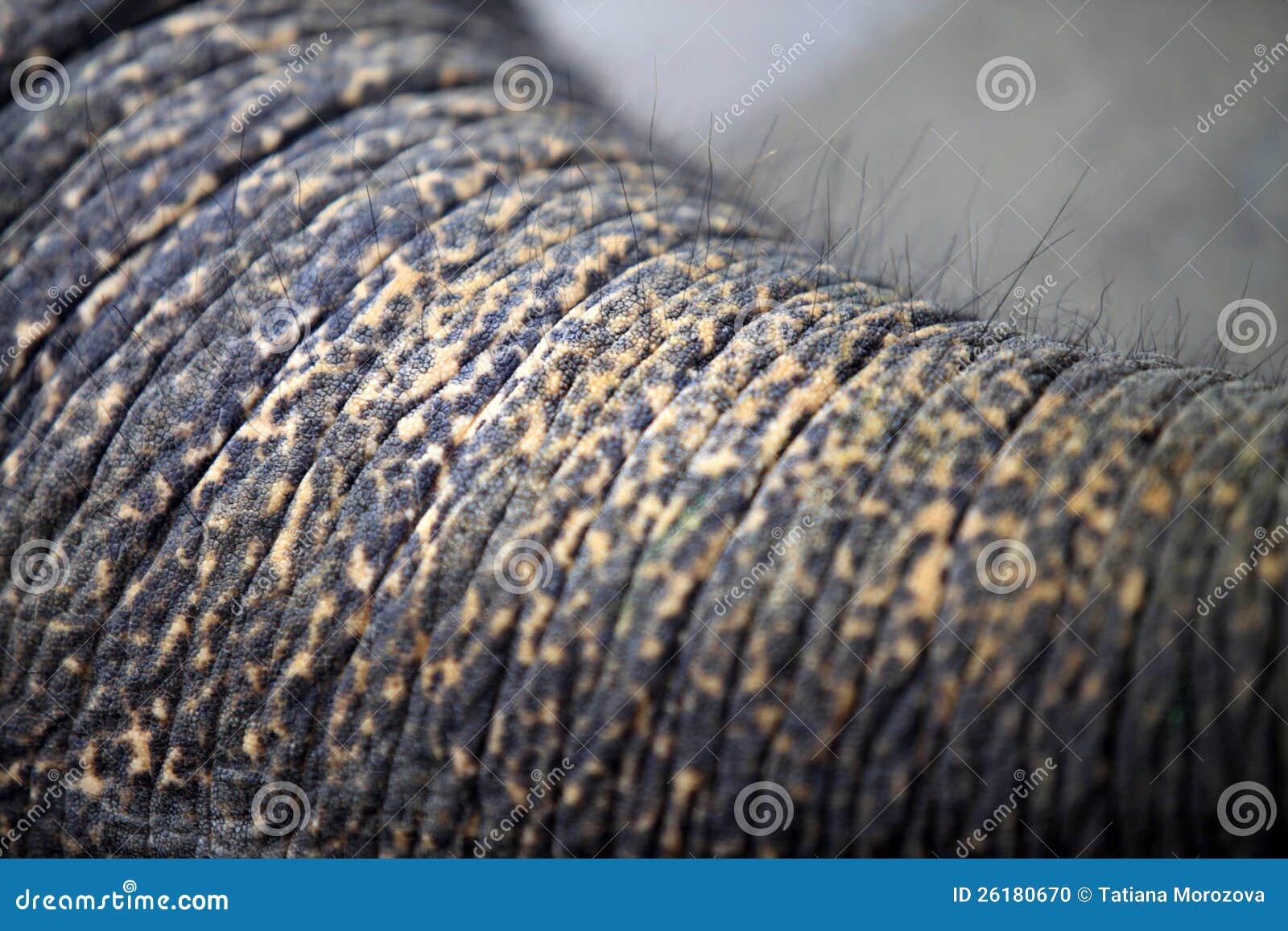 Trunk of the elephant stock photo. Image of nature, mammal - 26180670