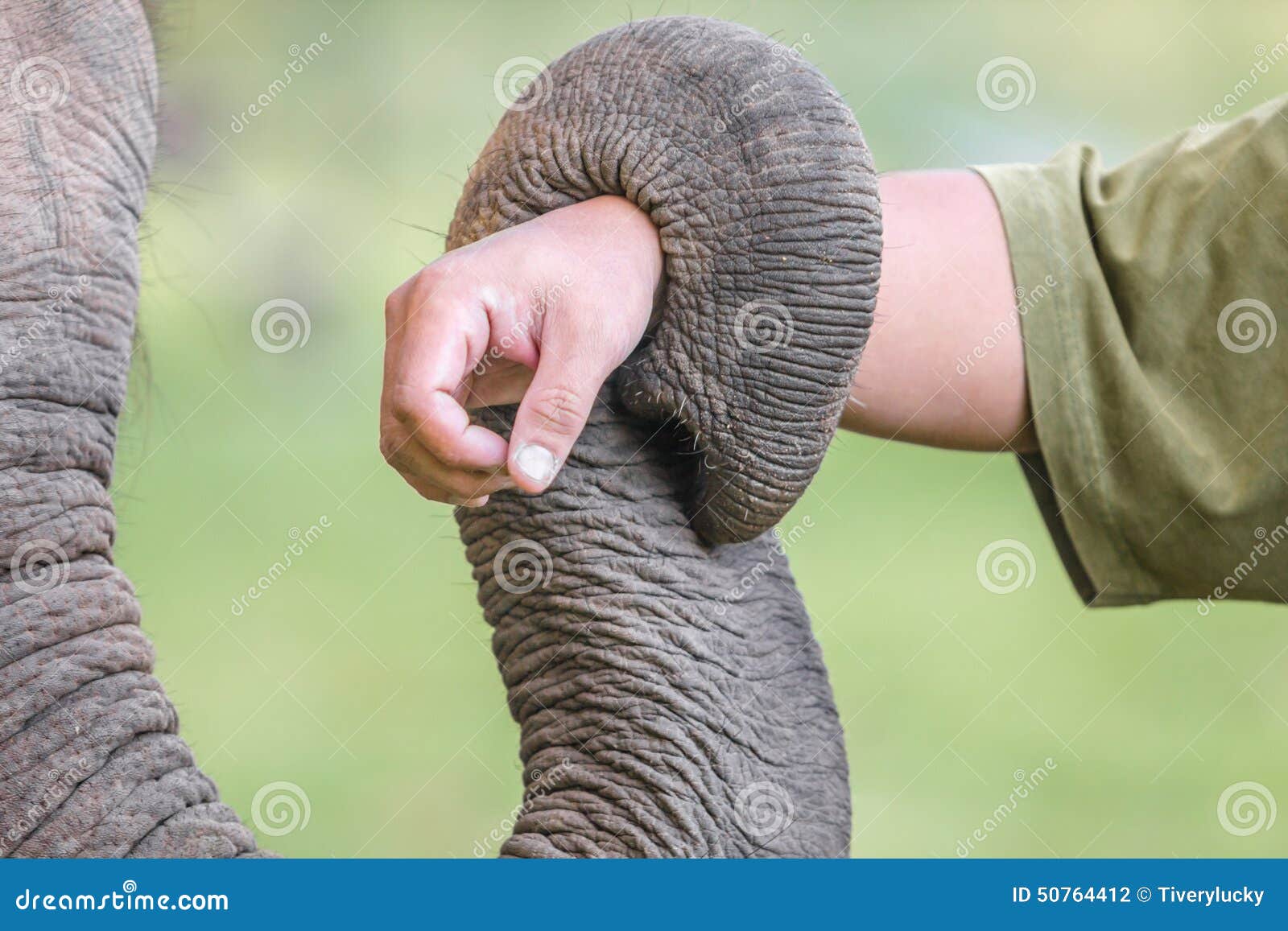 Trunk of elephant stock photo. Image of animal, park - 50764412