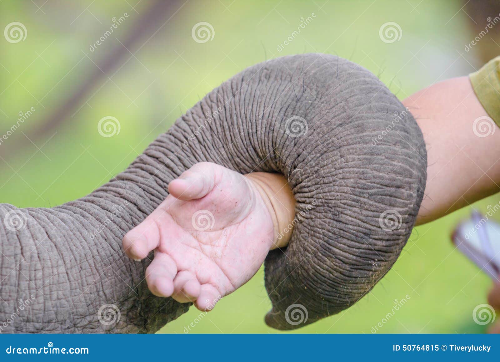 Trunk of elephant stock image. Image of nose, head, animal - 50764815