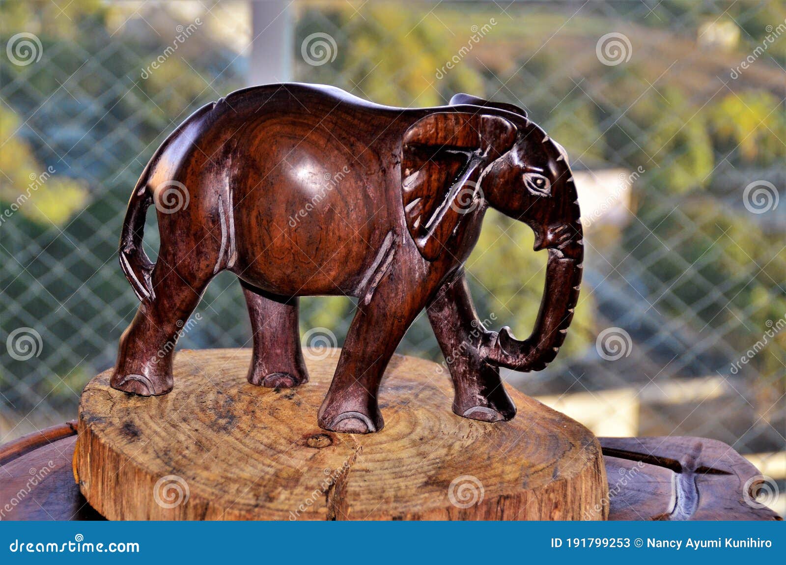 On the Trunk an Elephas Maximus Decorating Environment Editorial Stock ...