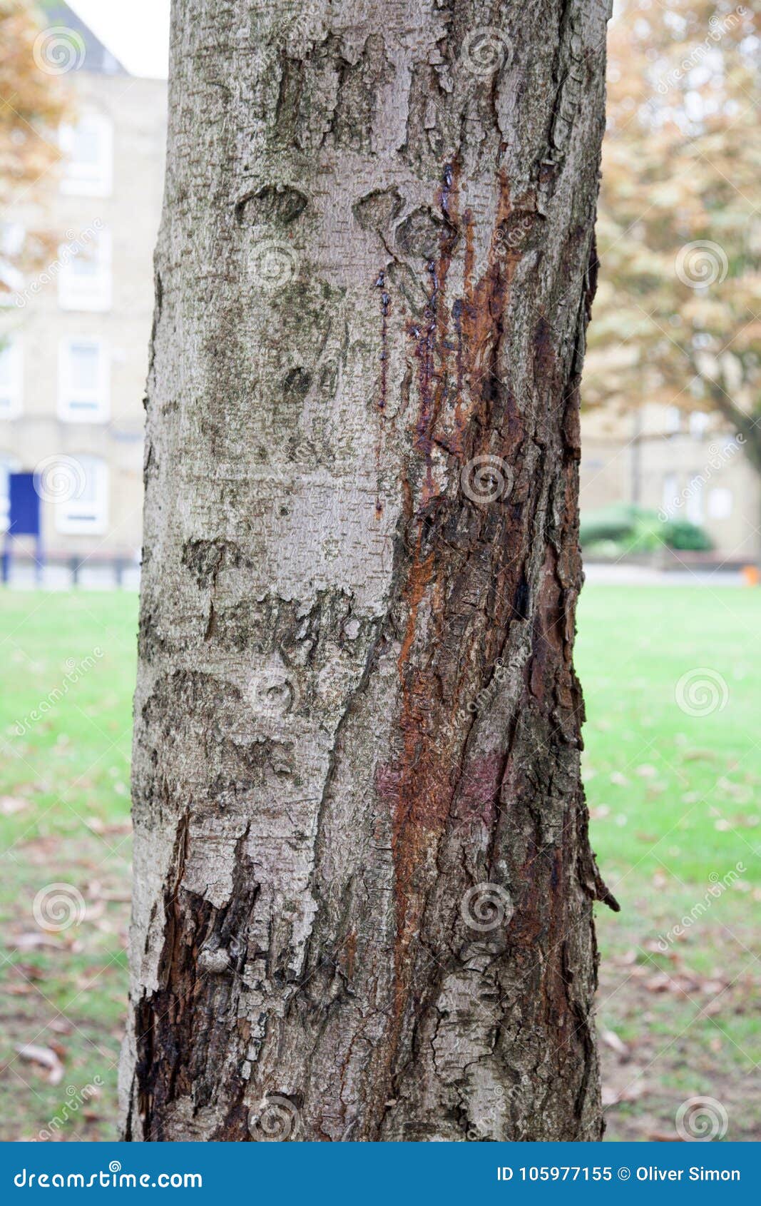 Bark of a tree stock image. Image of bark, scratched - 105977155
