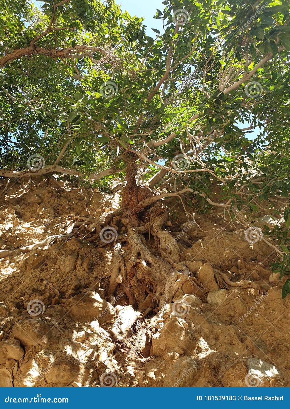 The Trunk of the Eucalyptus Tree Stock Image - Image of wildlife, plant ...