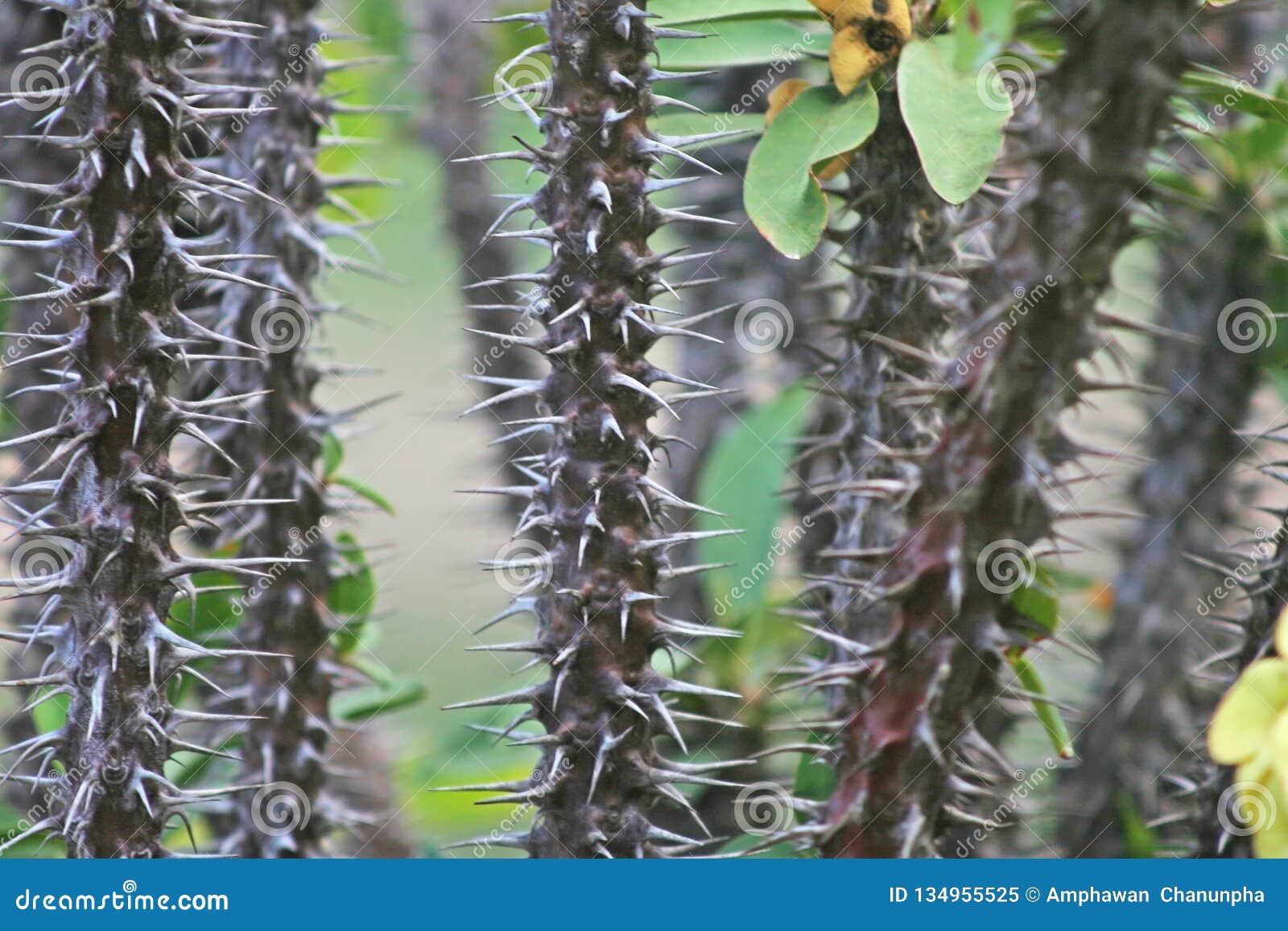 Trunk of Euphorbia Milli Tree Stock Image - Image of bunch, decoration ...