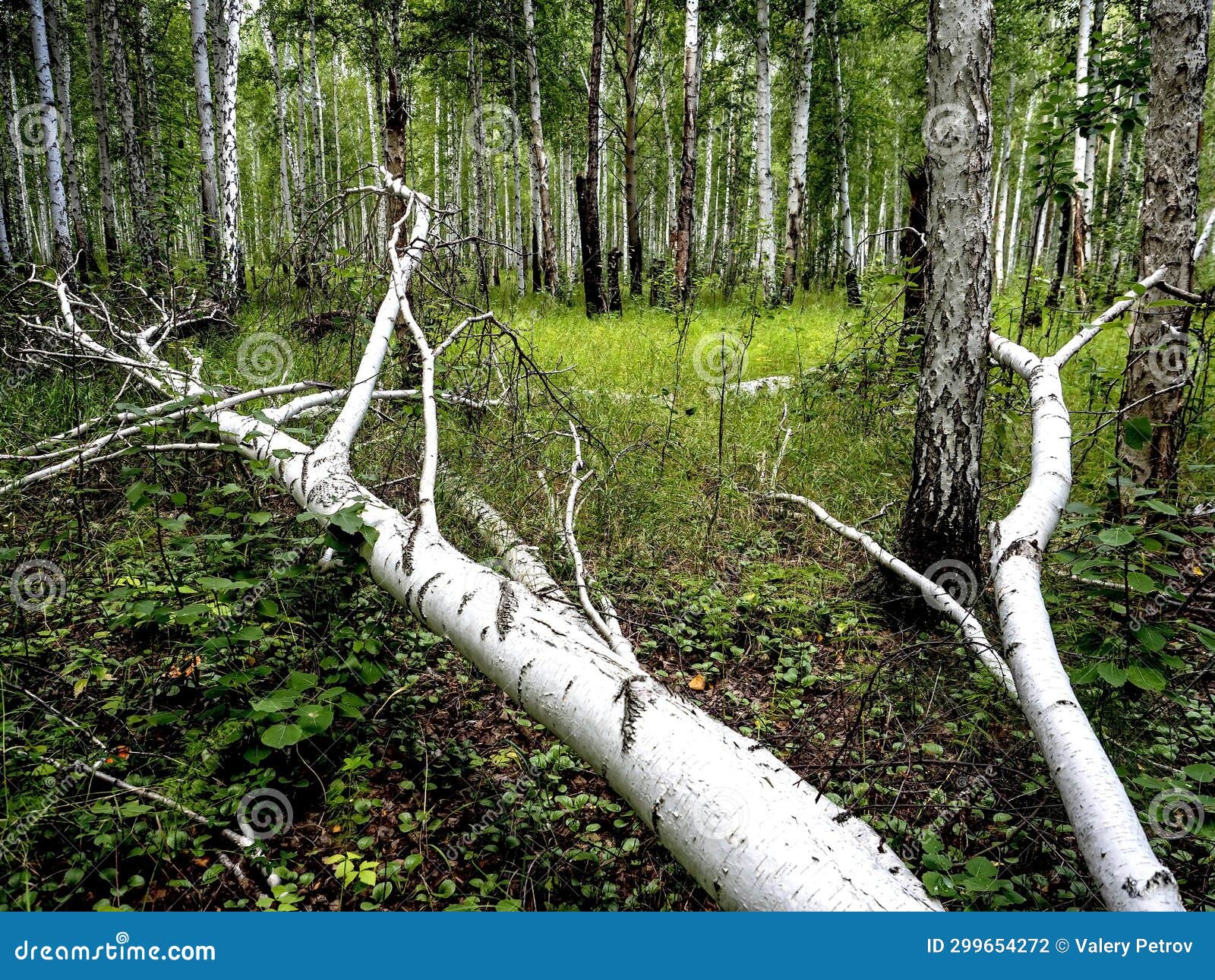 The Trunk of a Fallen Old Ruined Tree in the Forest among the Green ...