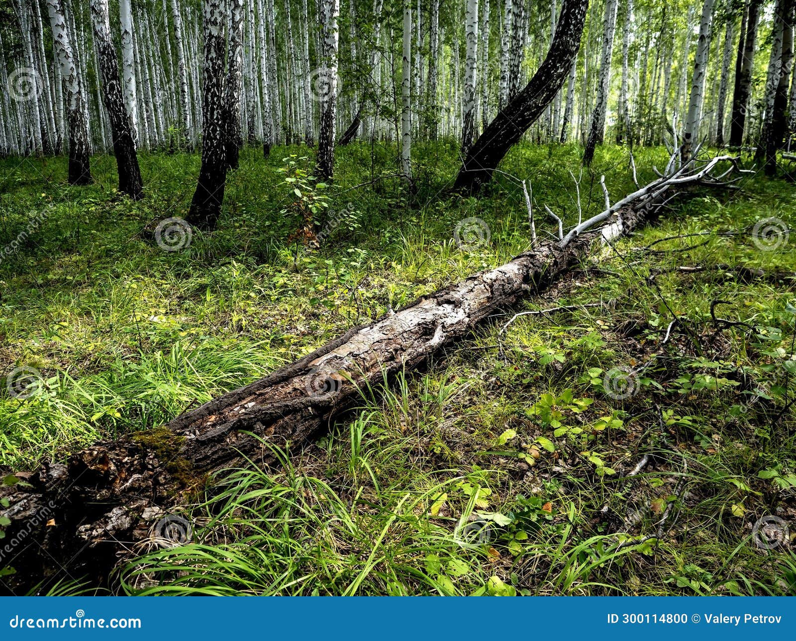 The Trunk of a Fallen Old Ruined Tree in the Forest among the Green ...