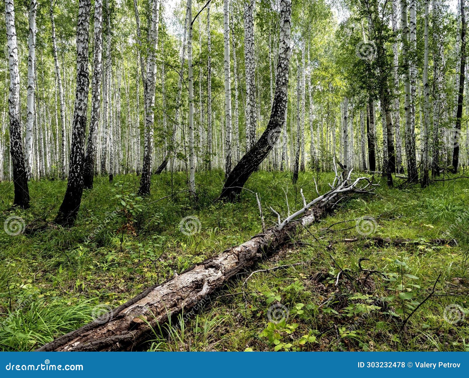 The Trunk of a Fallen Old Ruined Tree in the Forest among the Green ...