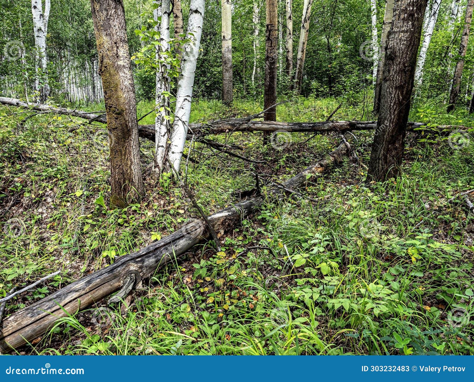 The Trunk of a Fallen Old Ruined Tree in the Forest among the Green ...