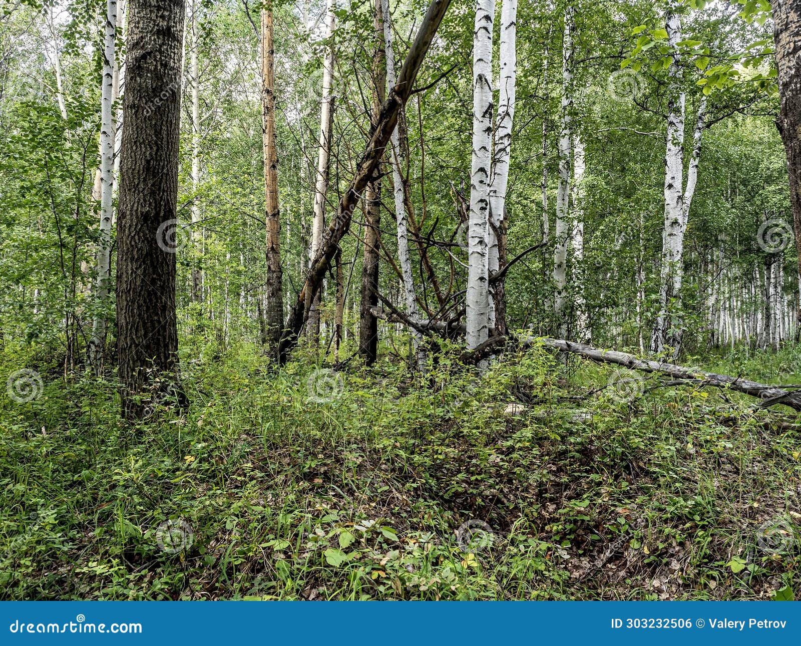 The Trunk of a Fallen Old Ruined Tree in the Forest among the Green ...