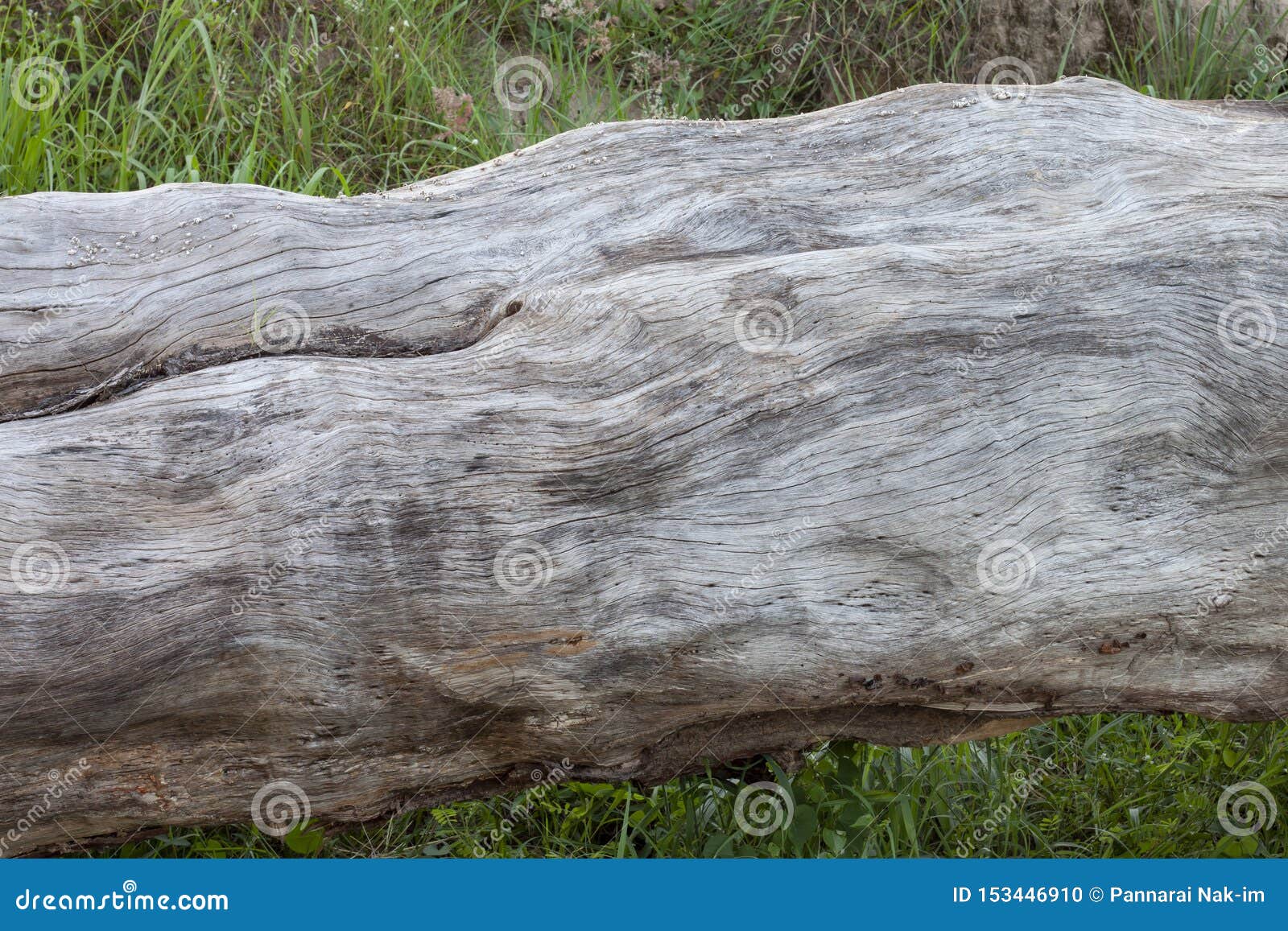 The Trunk of a Fallen Old Tree Died. Stock Photo - Image of haulm ...
