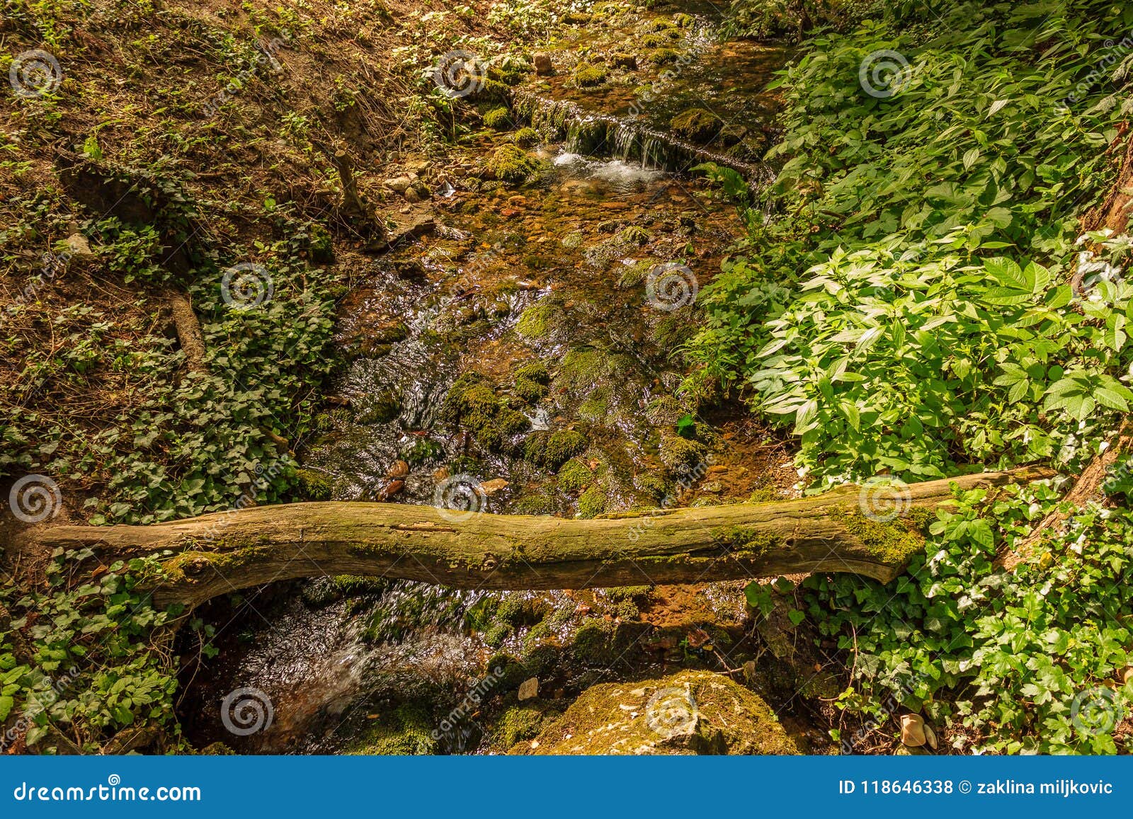 The Trunk of a Fallen Tree As a Bridge Across the Stream Stock Photo ...