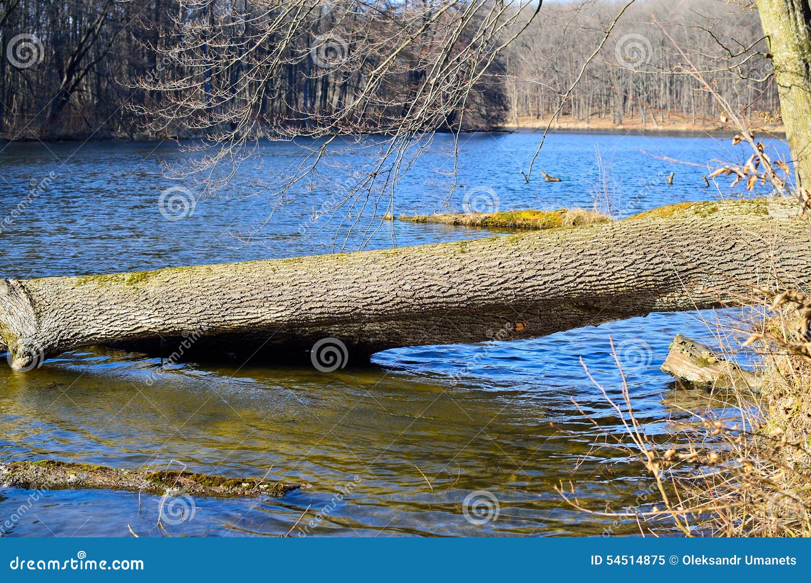 Trunk of a Fallen Tree in a Forest Lake Water Stock Image - Image of ...