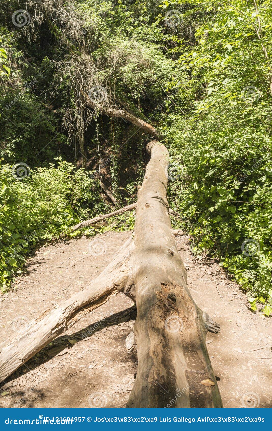 Trunk of a Fallen Tree in the Forest. Stock Image - Image of scenery ...