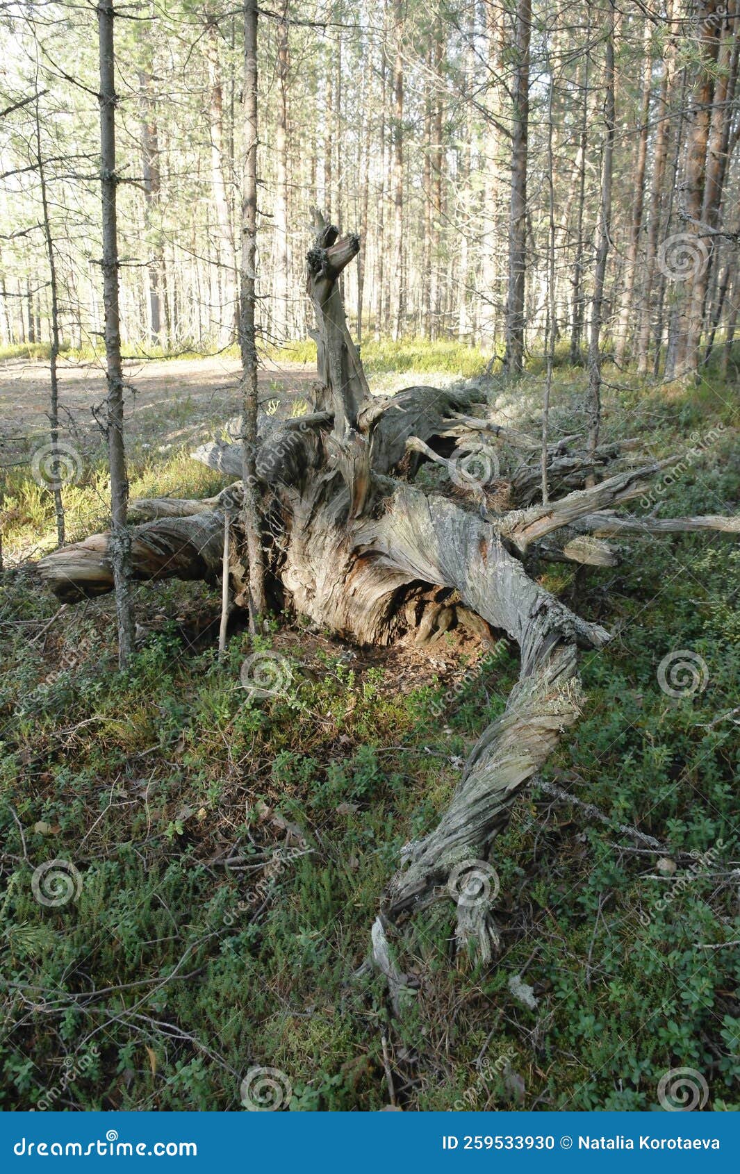 The Trunk of a Fallen Tree in the Form of a Dragon Stock Photo - Image ...